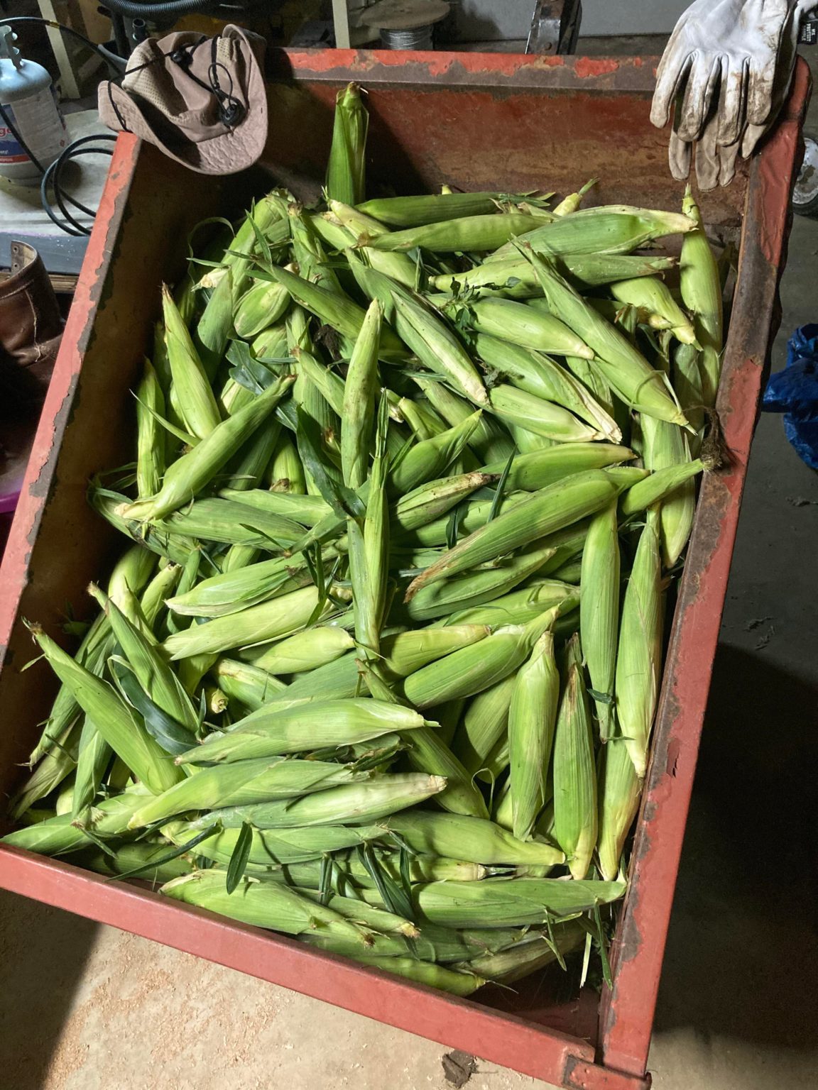 Tomato seedling has strange dark blotches - is this a fungus or disease ...