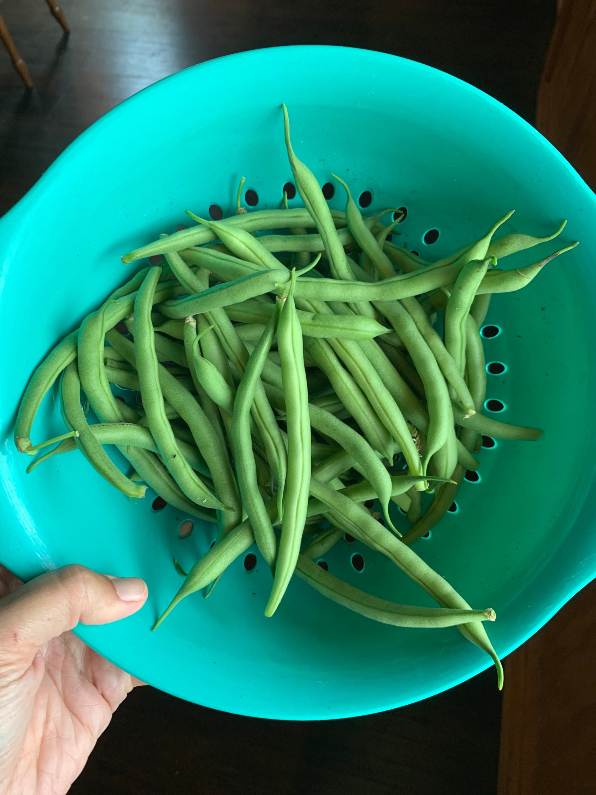 My first bush bean harvest! Grown in a feed trough in North Eastern ...