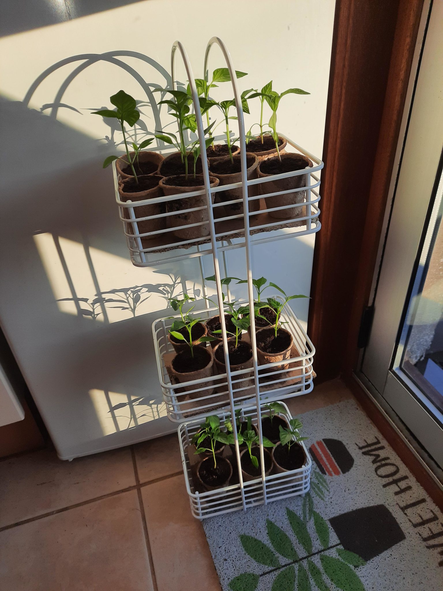 Should I remove these bloated, misshapen cucumbers that are turning ...