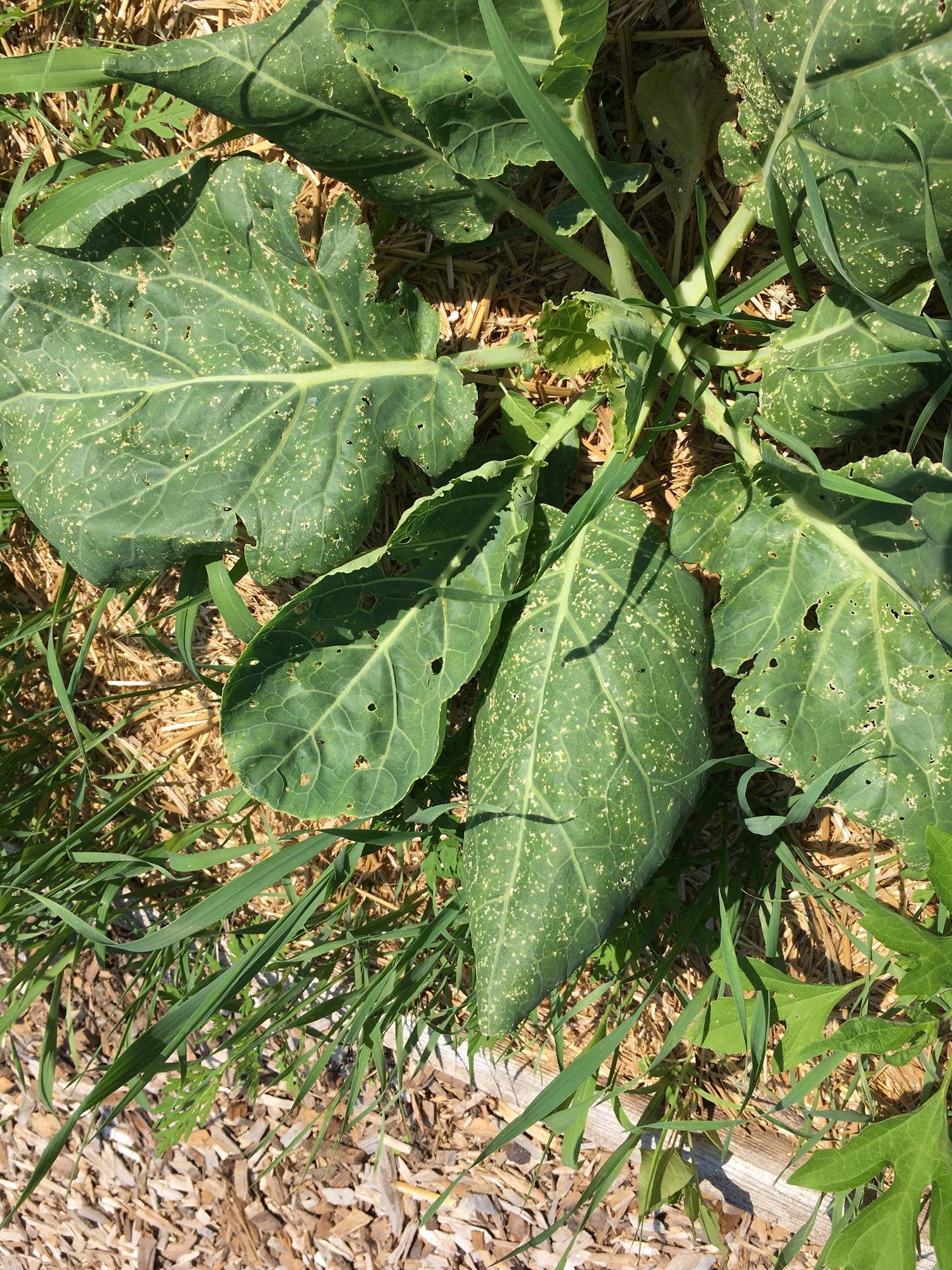 Please help identify what's wrong with my collard greens - Dining and ...
