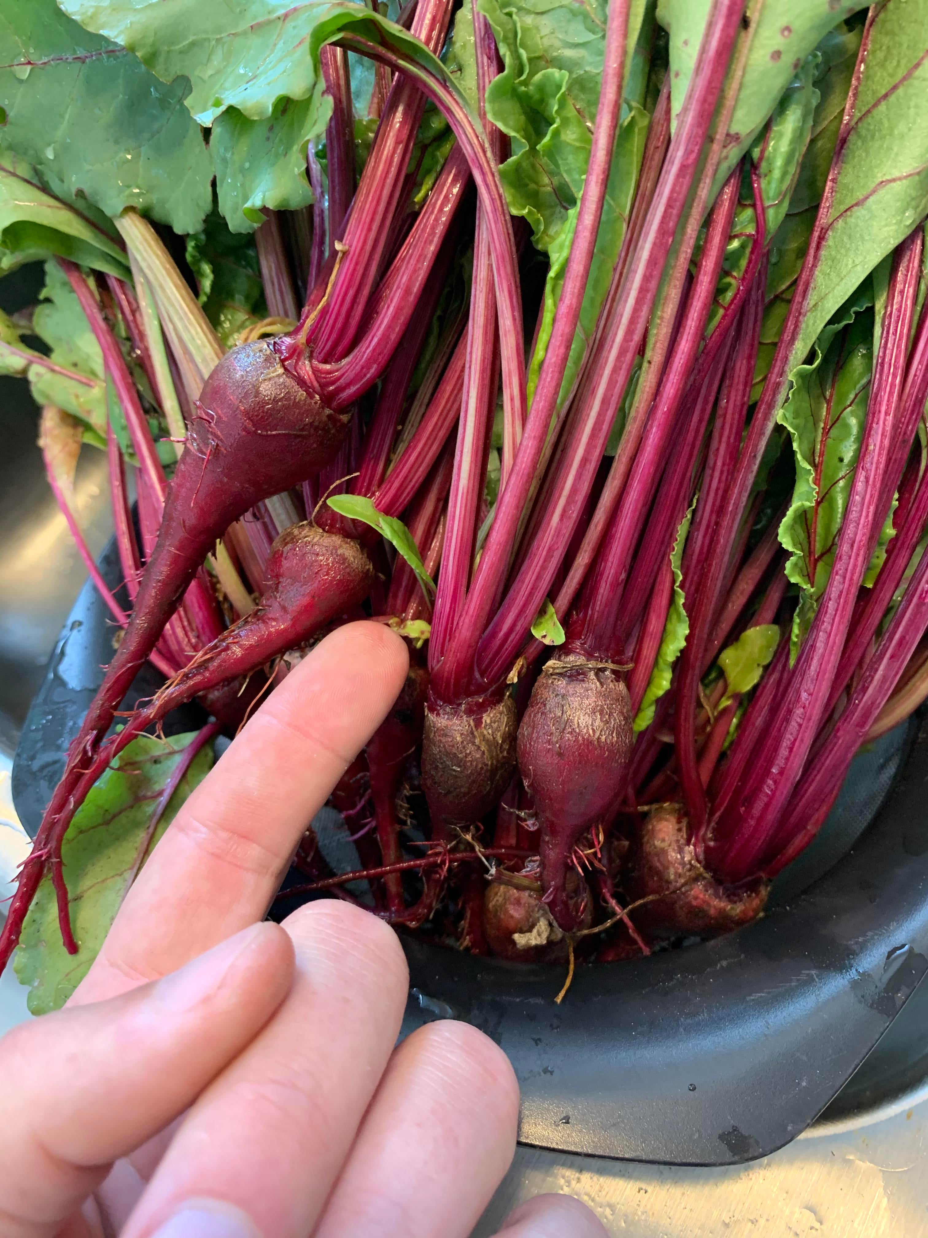 Harvested beets yesterday. They are tasty but tiny. Any tips on what I ...