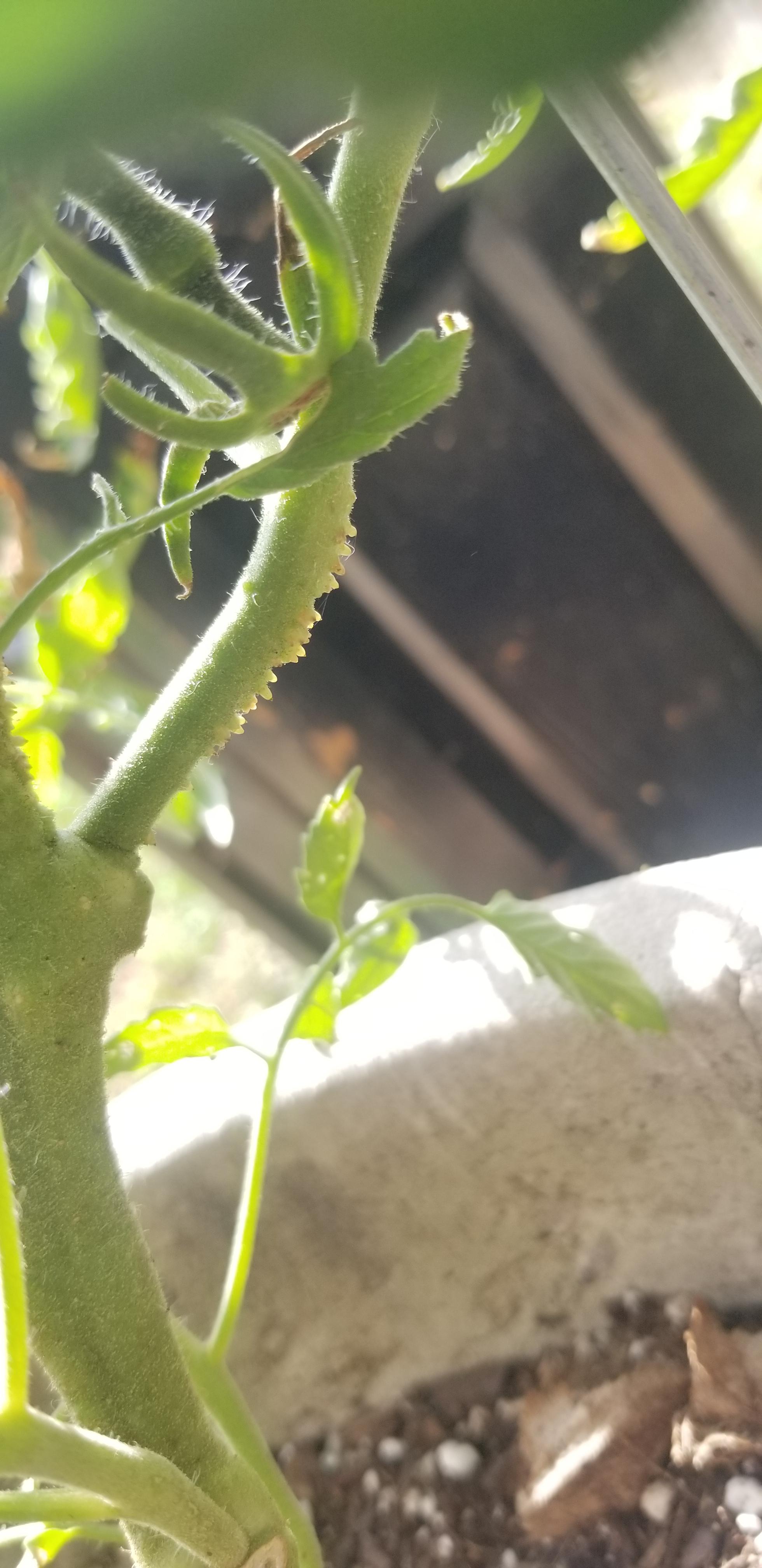 I have a bunch of bumps like these on my tomato plant, are these ...