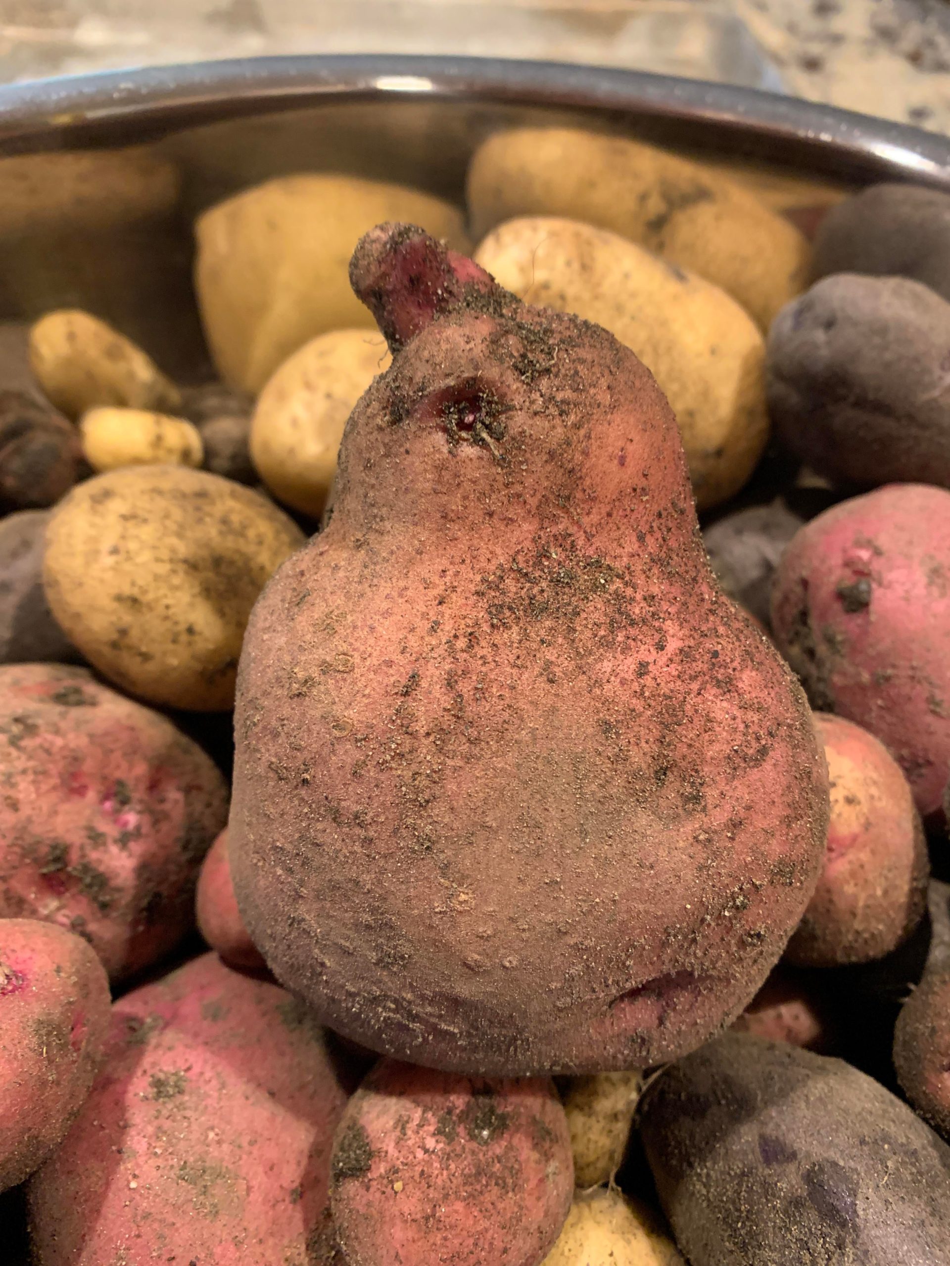 This potato I grew looks just like a pear! - Dining and Cooking