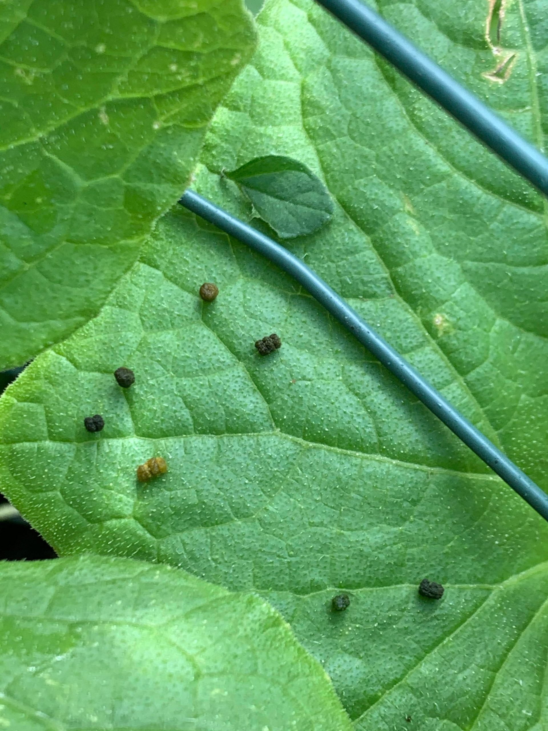What are these on my bush cucumber plants? (Droppings?) - Dining and ...