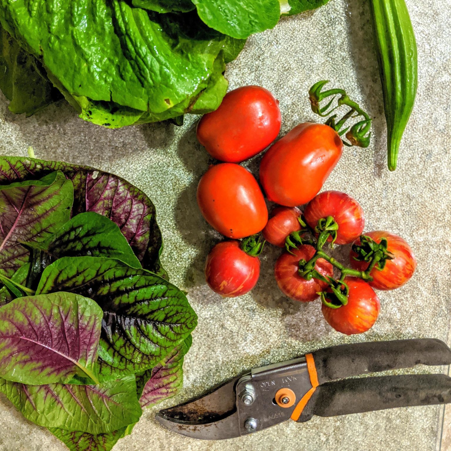 I decided to pick a salad today, but the red amaranth is a bitter ...