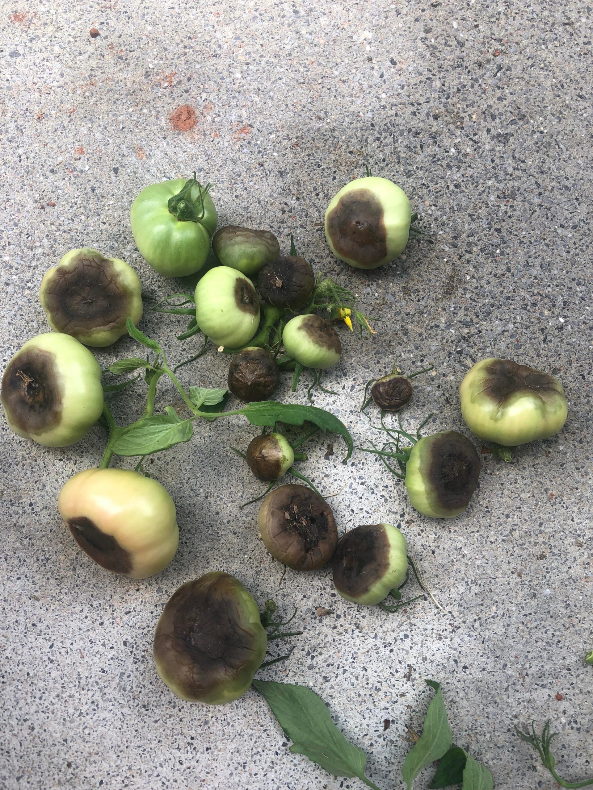 Tomatoes are growing flat and rotting on the bottoms, not sure why/how ...