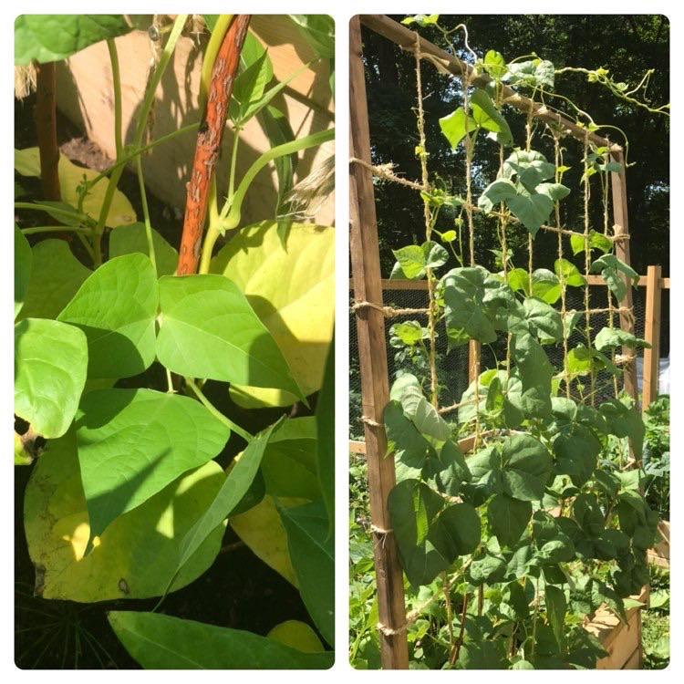 Is it normal for the bottom leaves of a pole bean plant to yellow ...