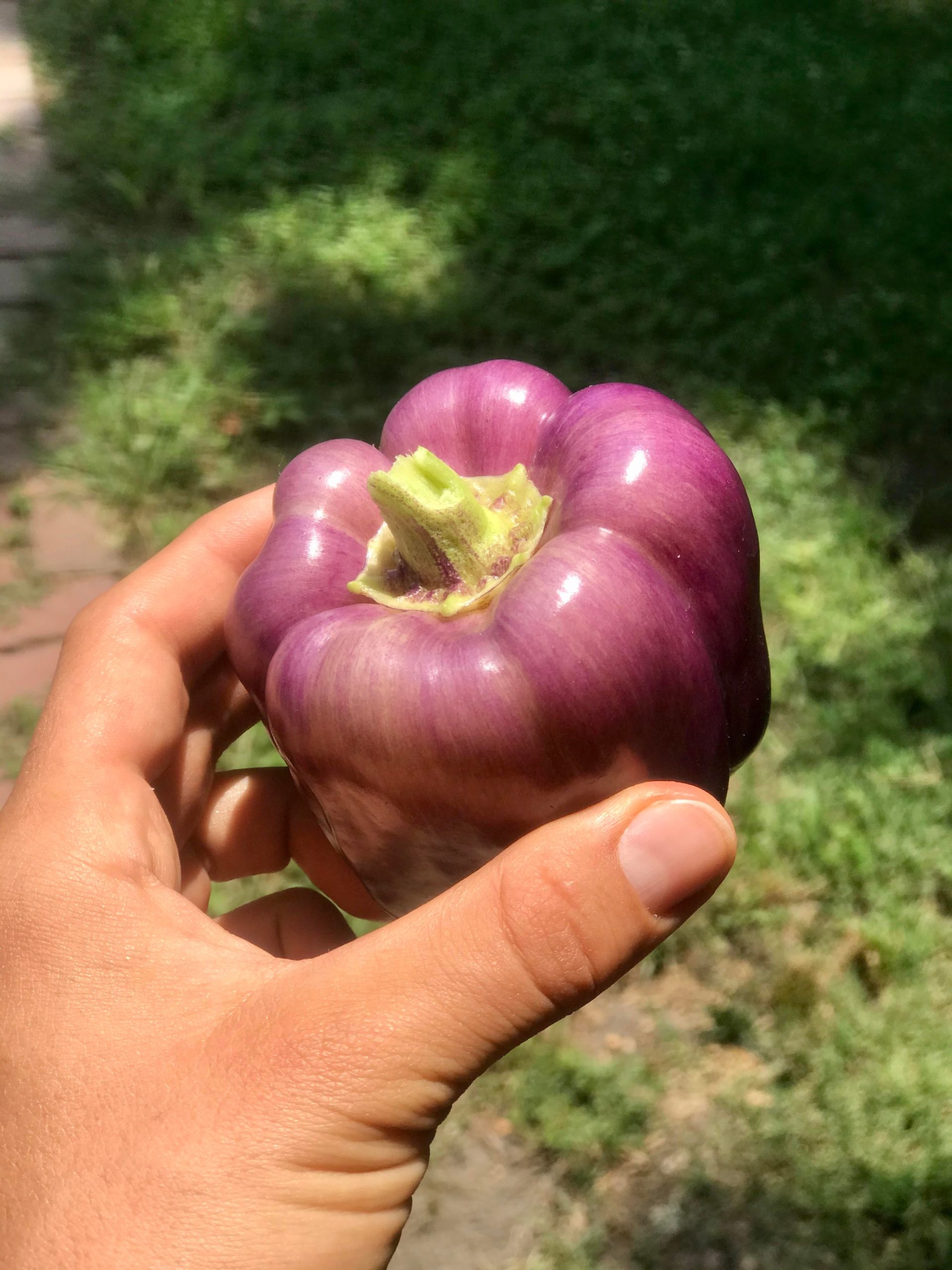 Picked a peck of purple peppers 😀 - Dining and Cooking