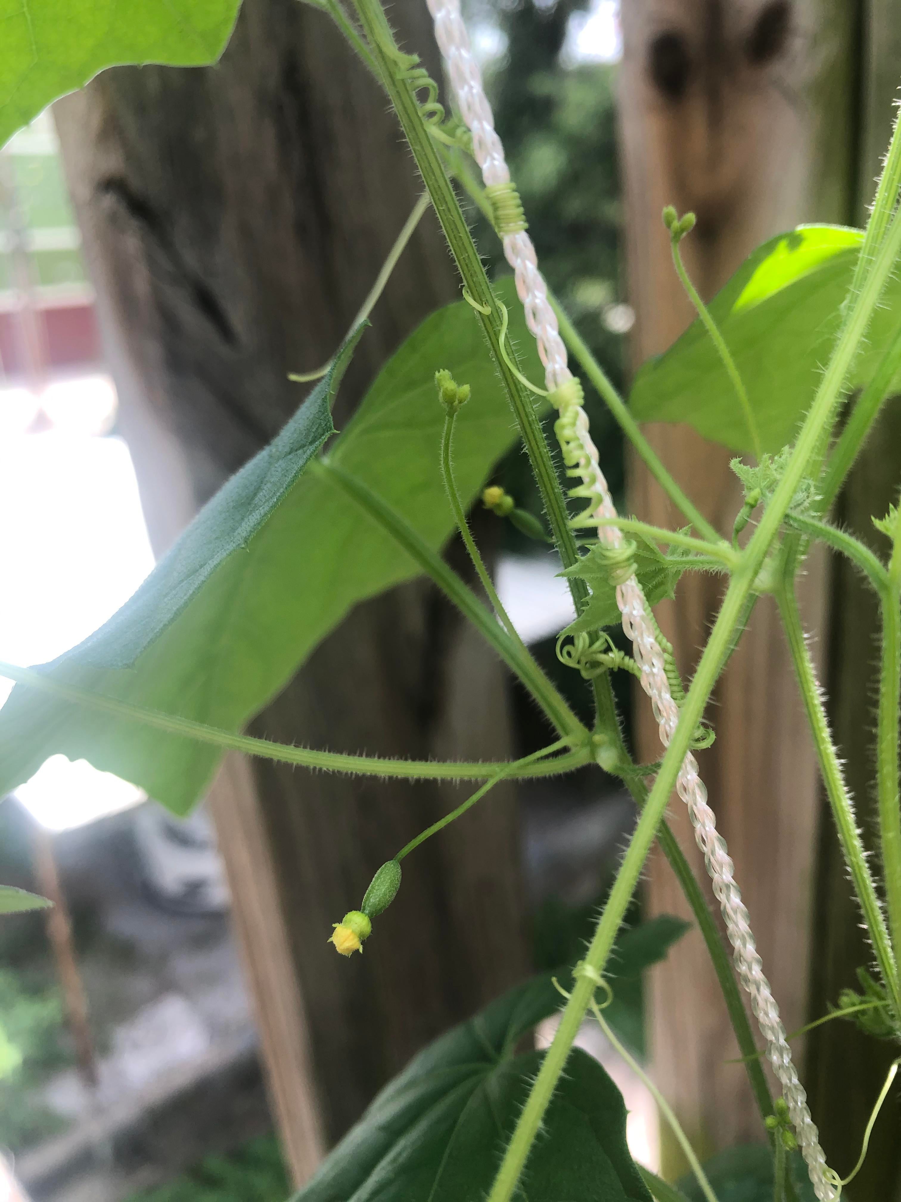 the female cucamelon flowers are popping up! - Dining and Cooking