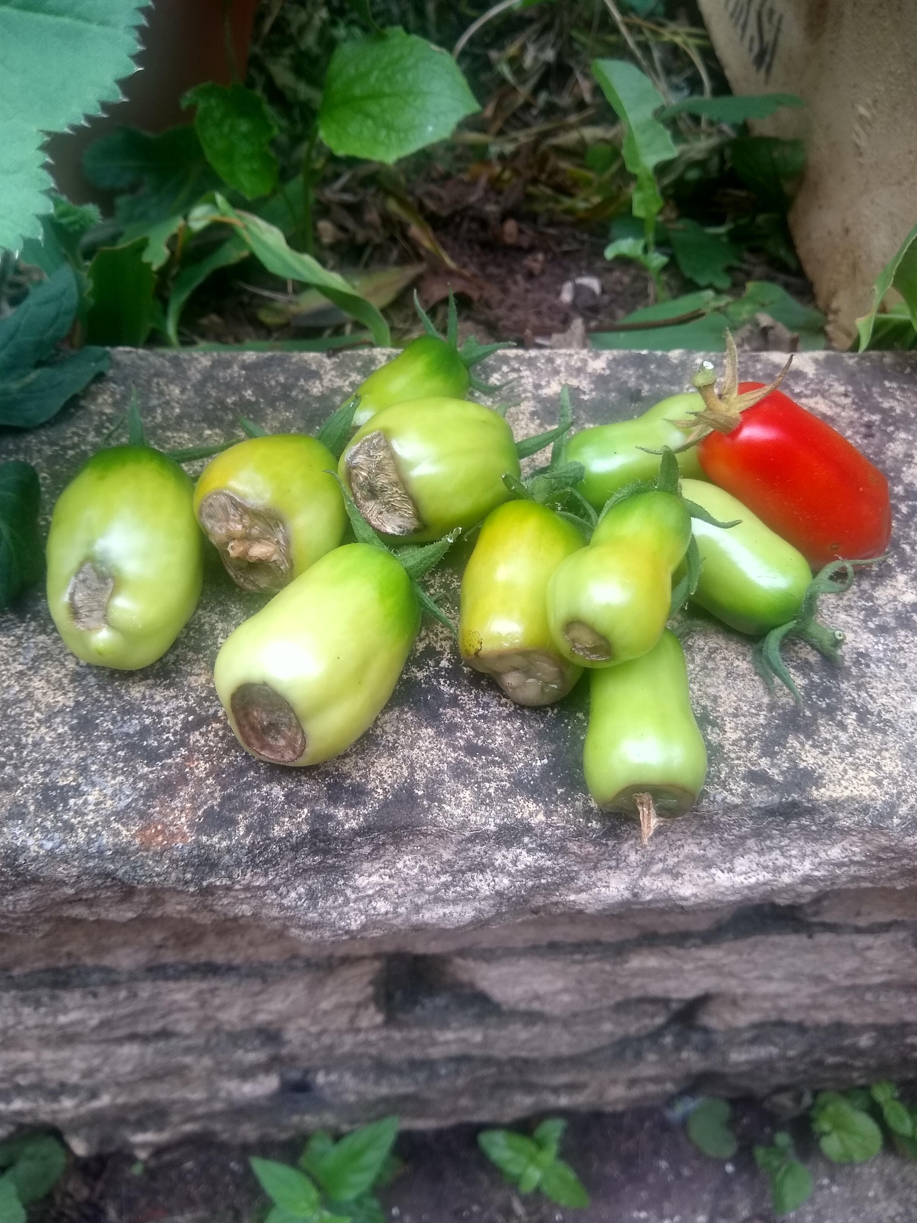 What's going on with my tomatoes? Bottoms of several appear rotted. No ...
