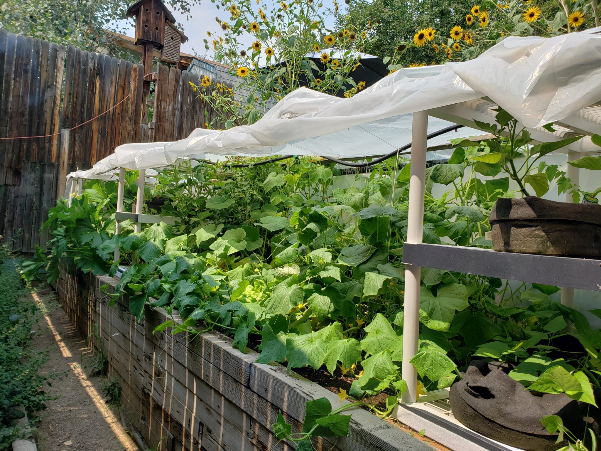 Should I remove these bloated, misshapen cucumbers that are turning ...