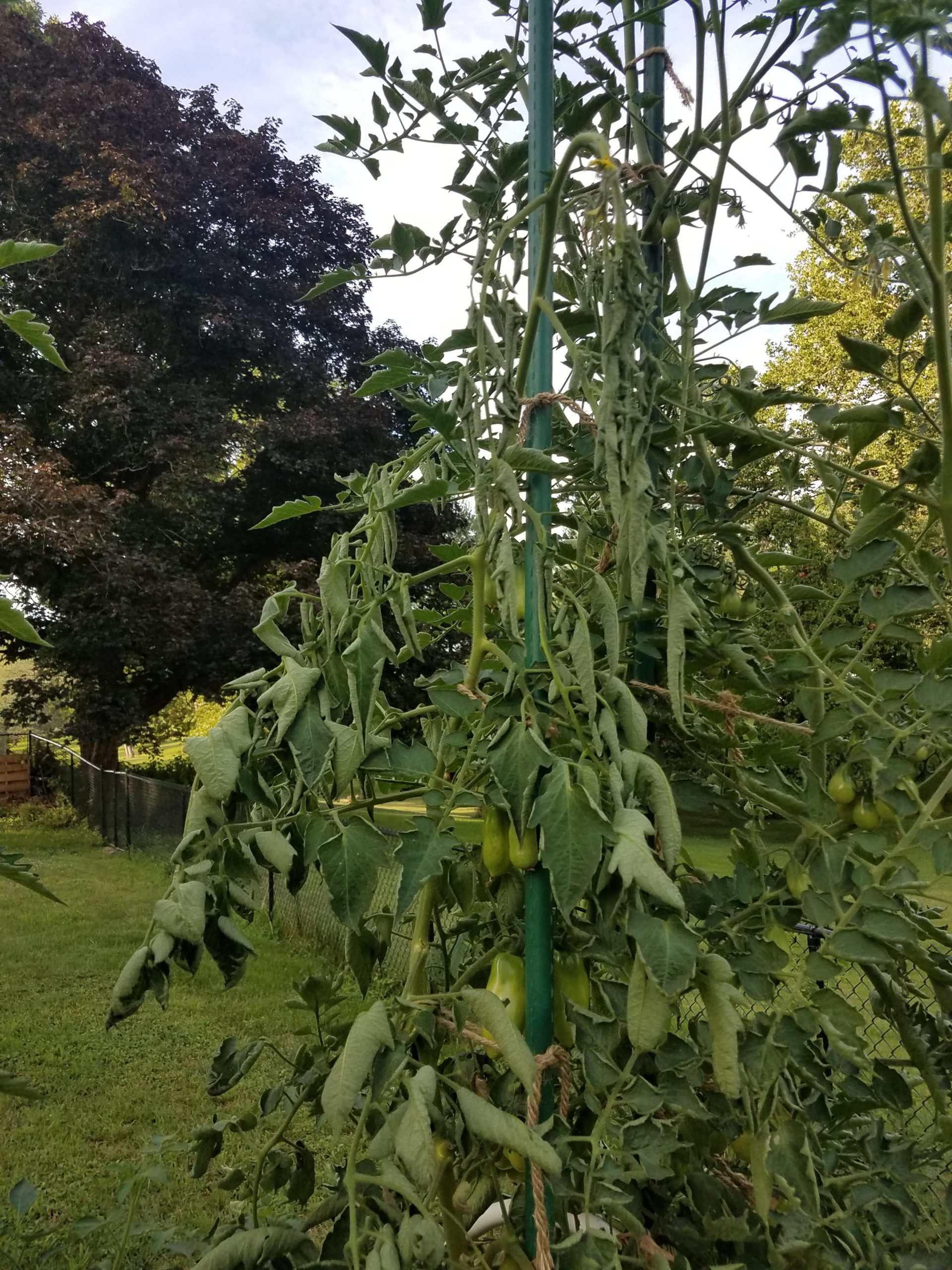 My san marzano tomato is wilting from the top down! Is this bacterial ...