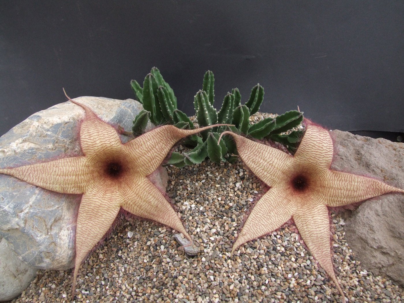 Your guide to growing star fish cacti - Dining and Cooking