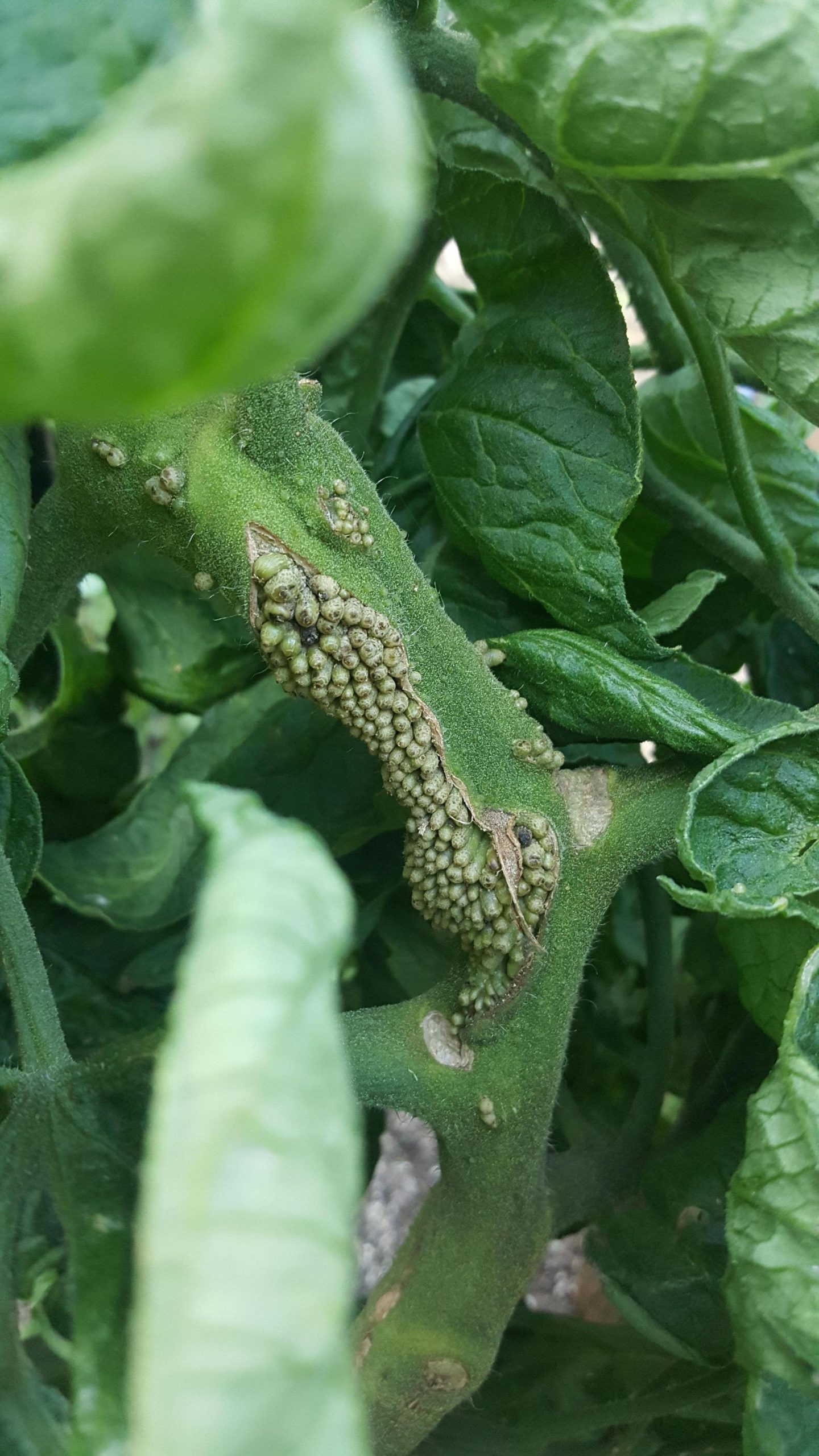 What alien menace has invaded my tomato plant, and do I need to kill it ...