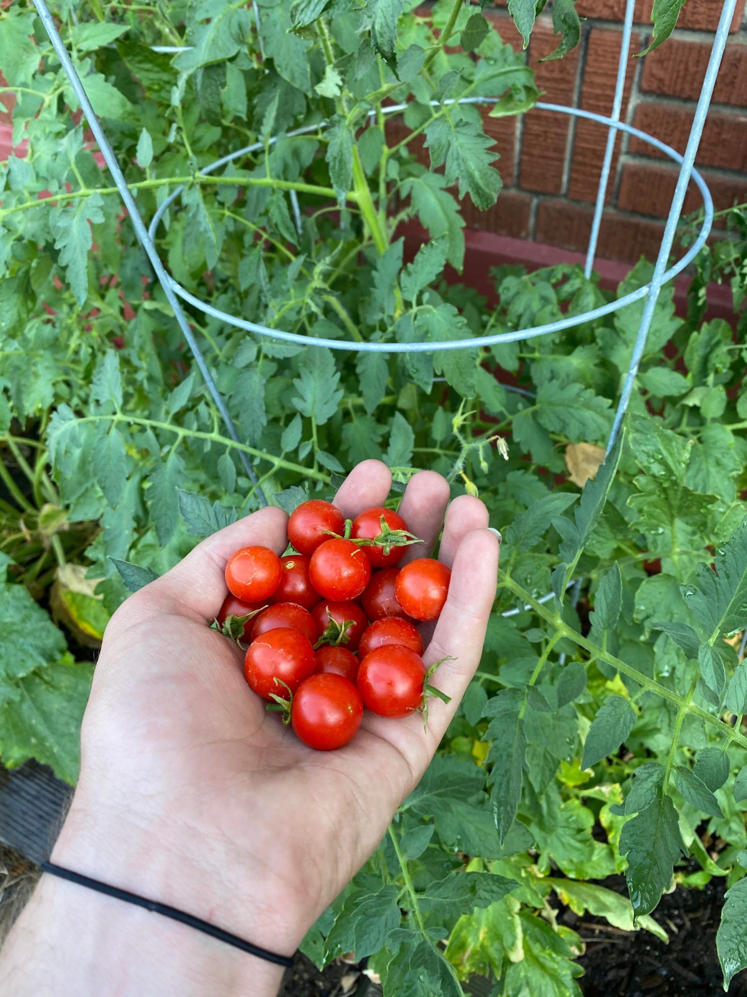 Should I remove these bloated, misshapen cucumbers that are turning ...