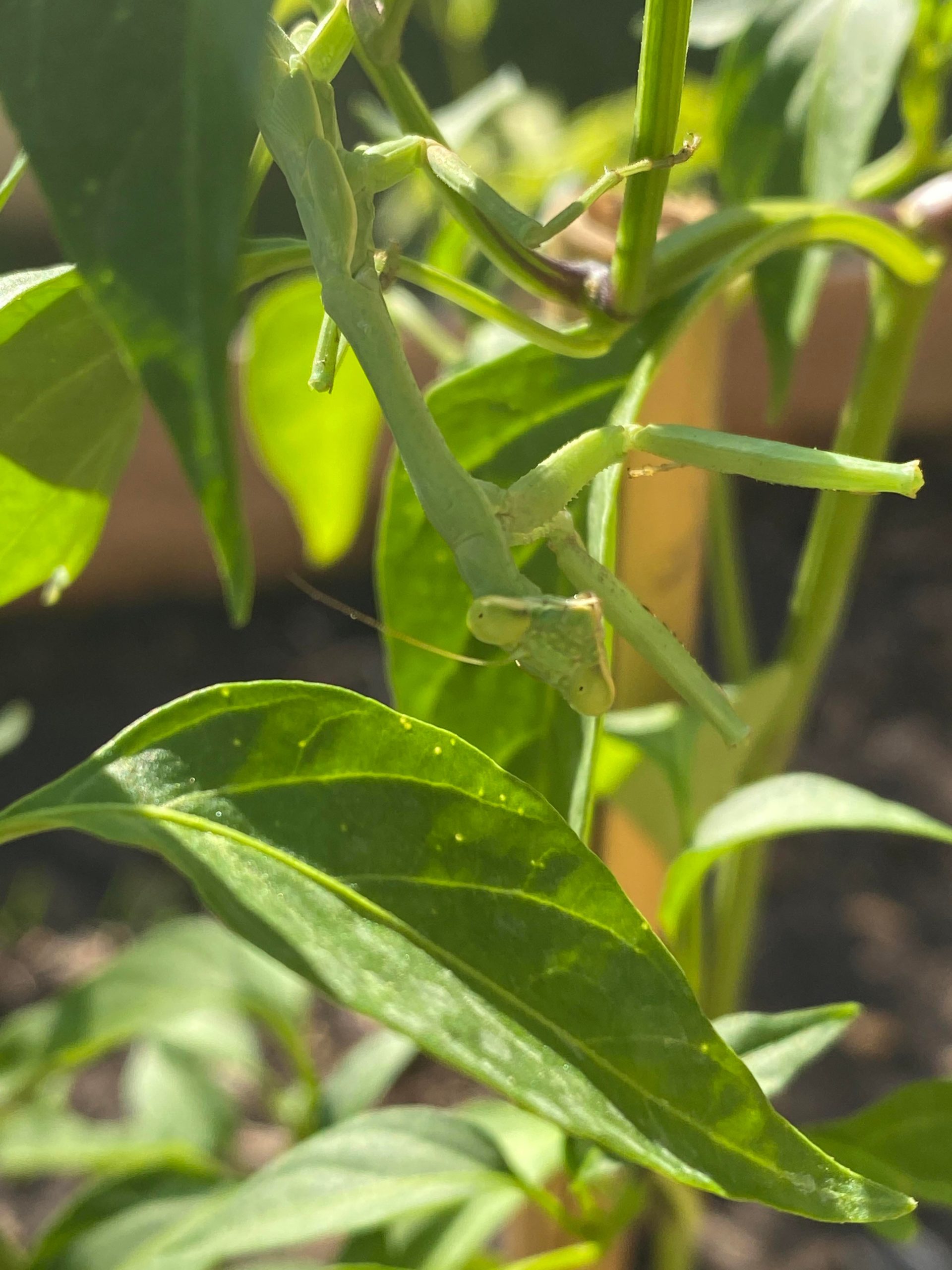 My little Garden Guardian. My Pepper Protector. - Dining and Cooking