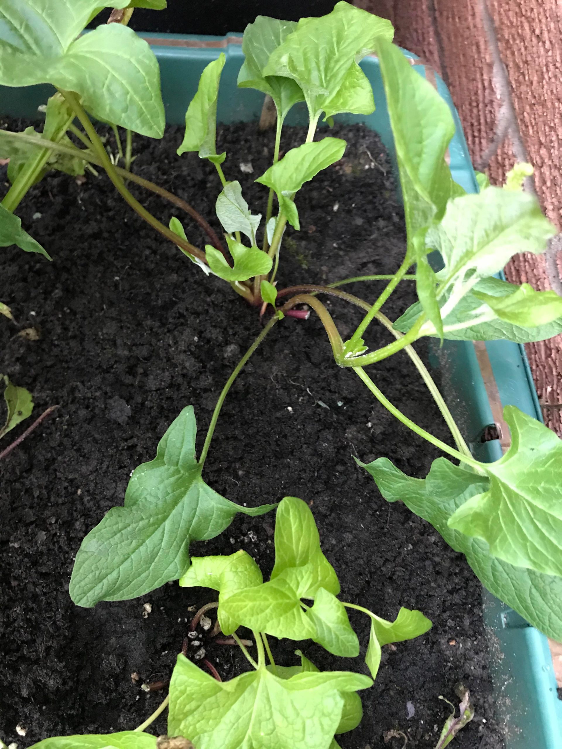 Just received the latest 2 additions to my veg patch - “Good King Henry ...