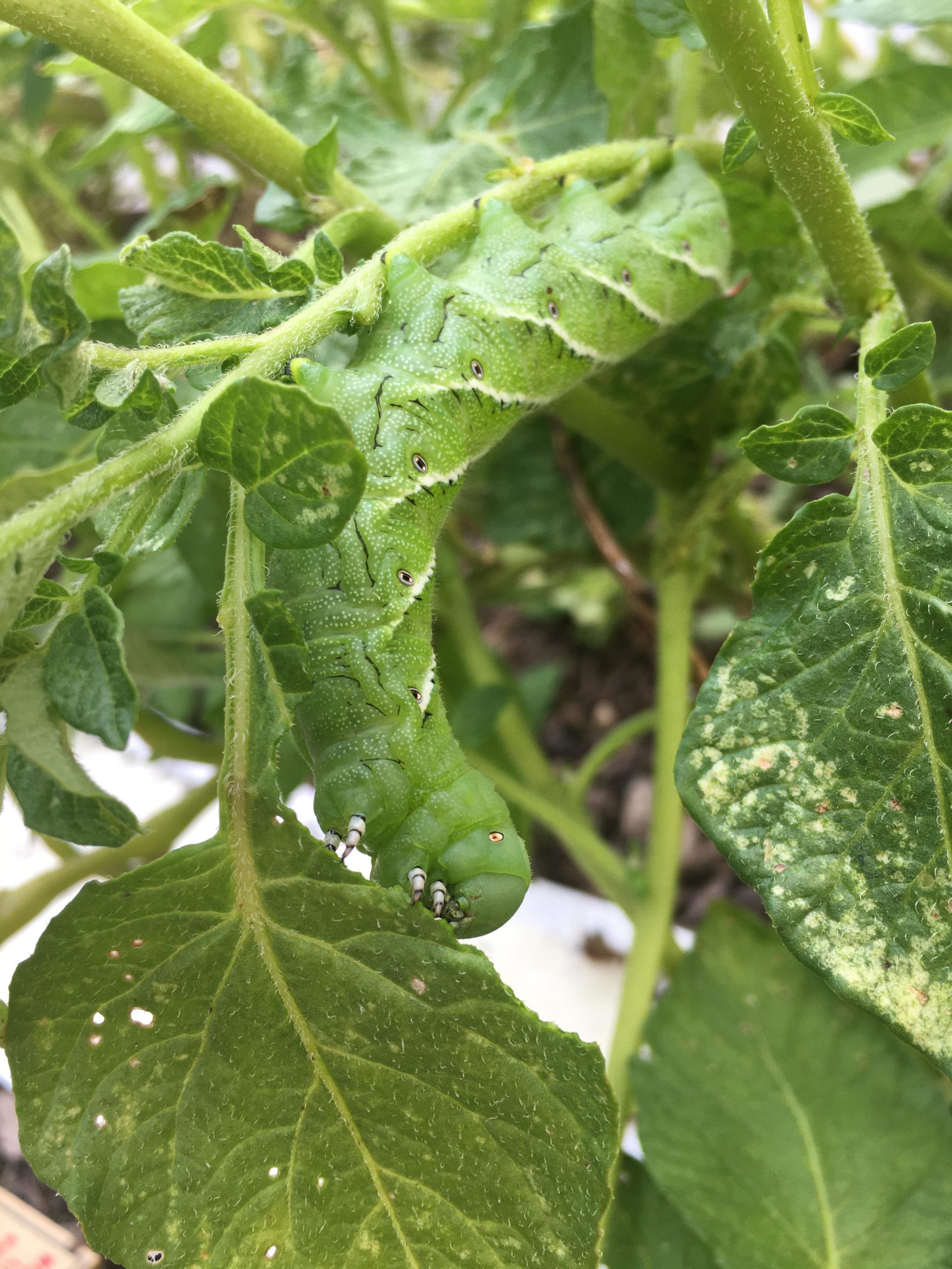 Should we kill this tomato/tobacco hornworm? - Dining and Cooking