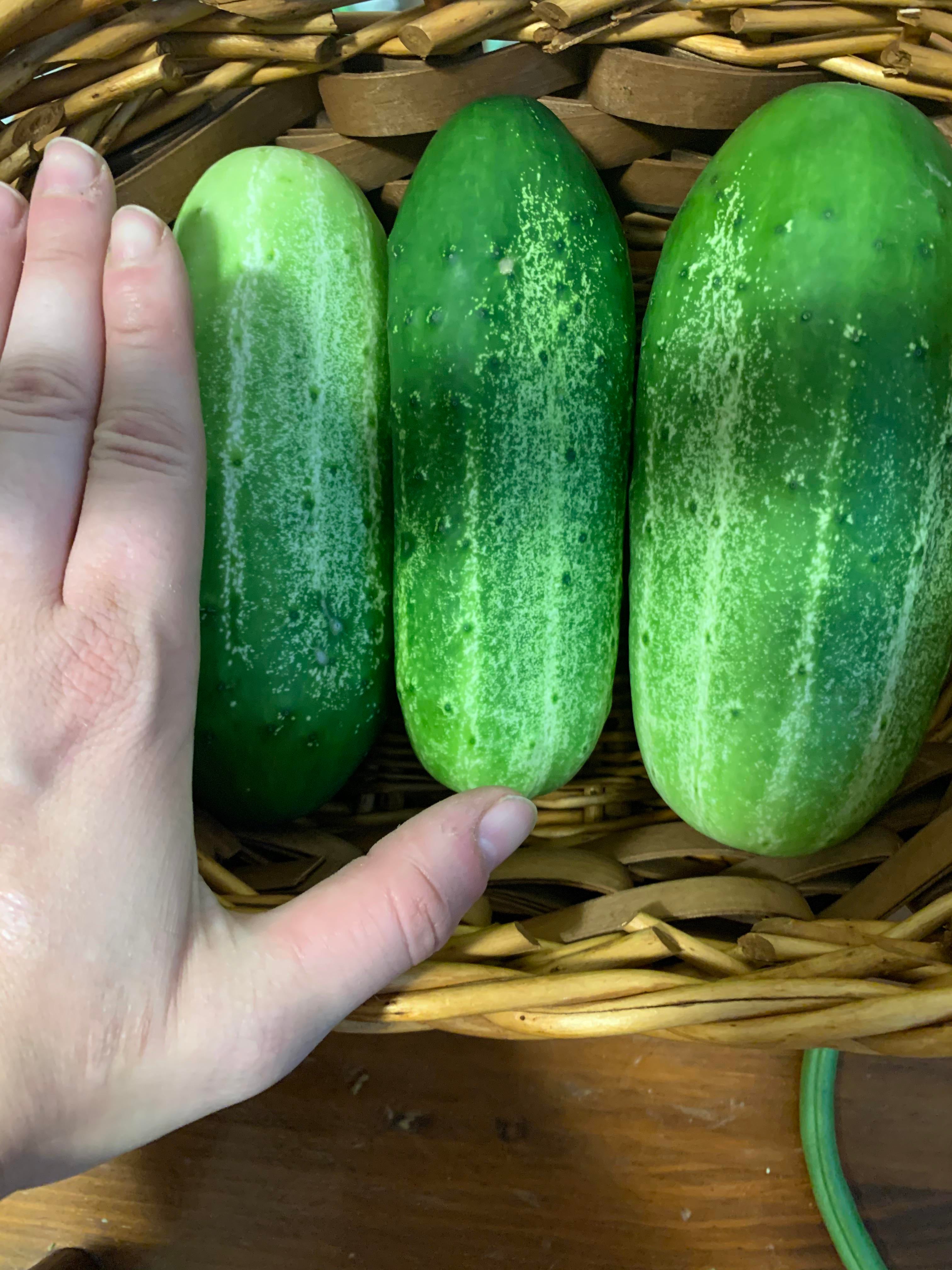 I’m getting pickles this size every day. I’d like to do some pickling ...