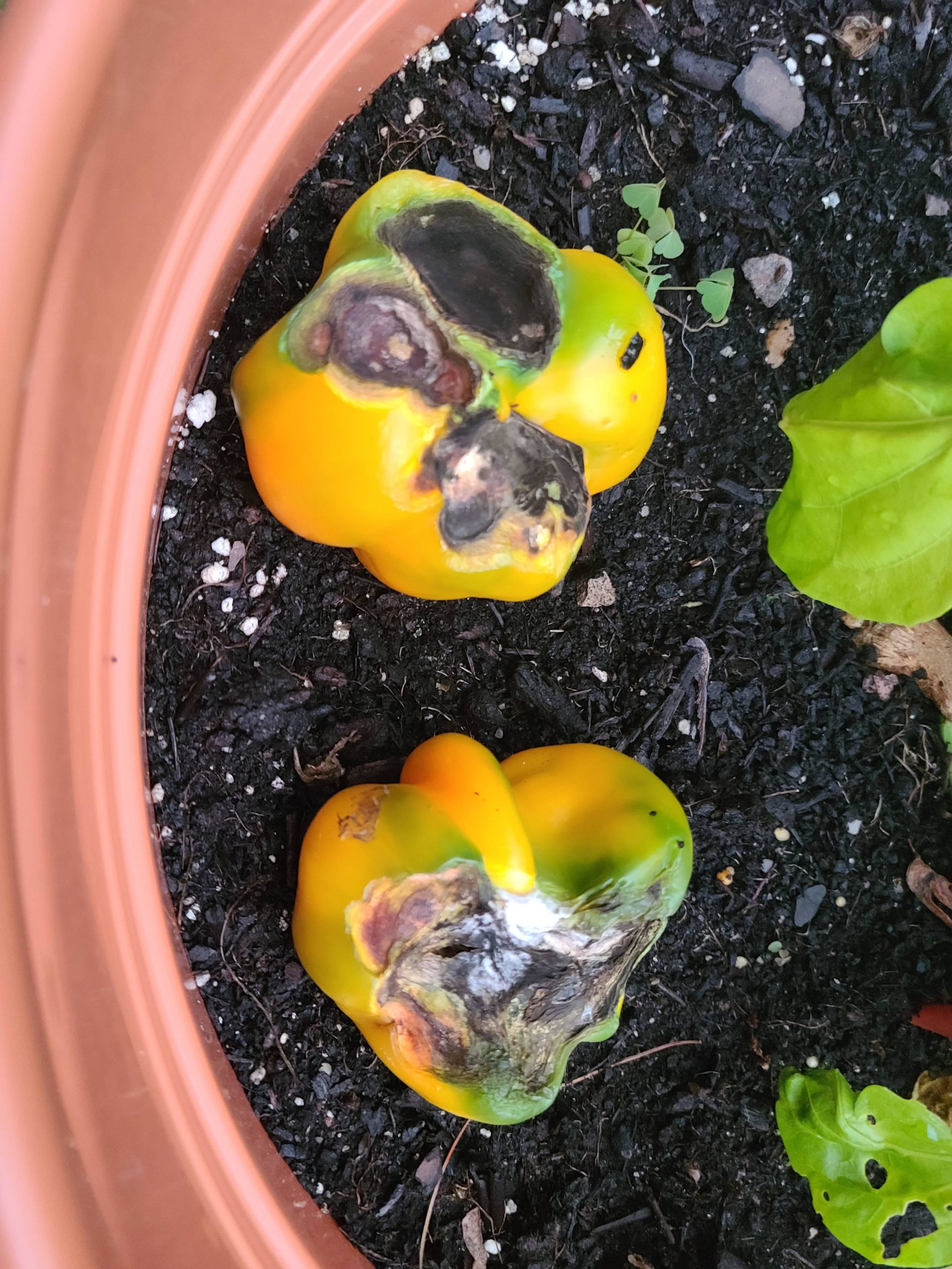 Black yucky spots on my bell peppers? Help! - Dining and Cooking