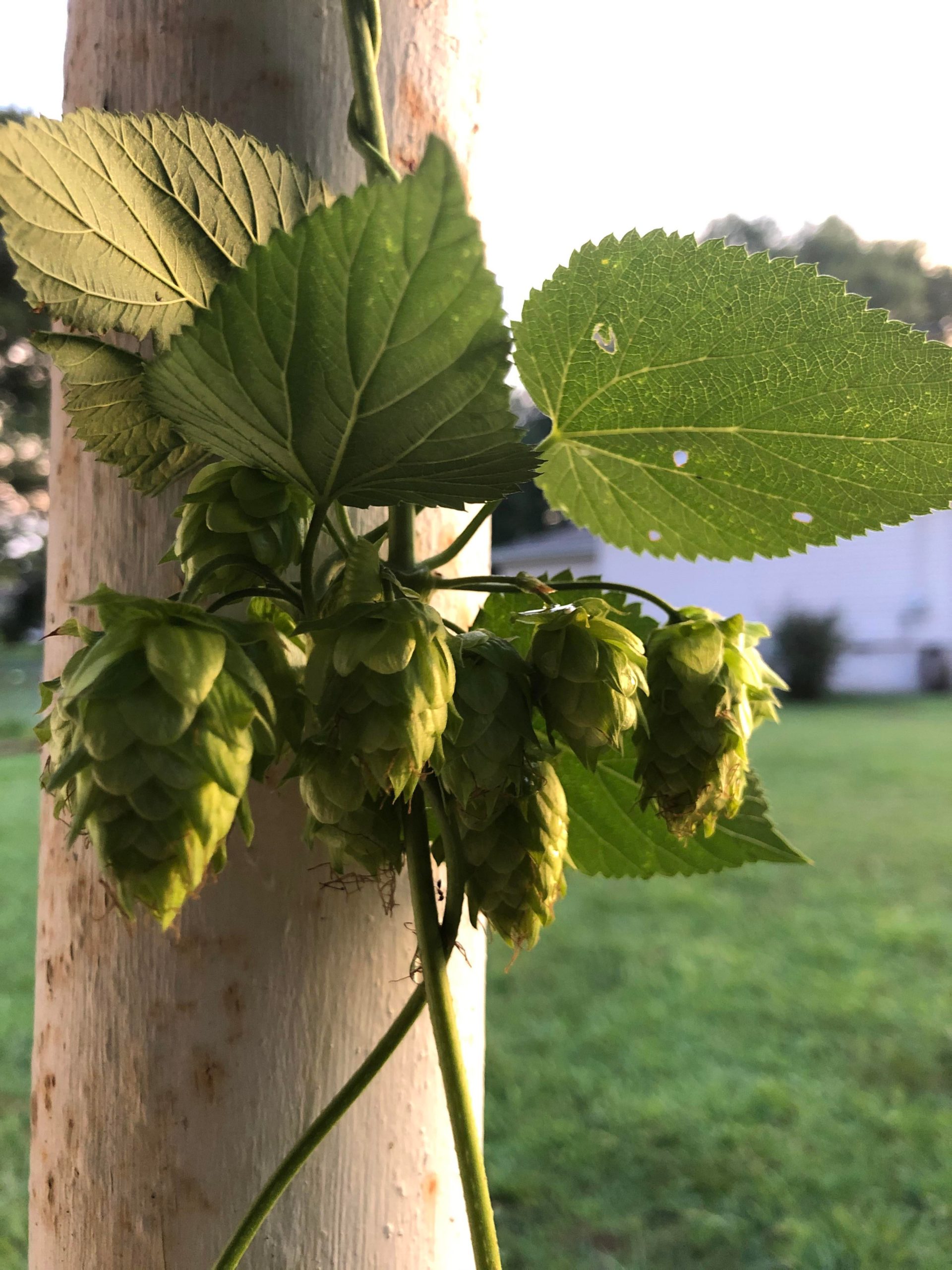 Cascade hops getting ready for new and exciting excursions in the ...