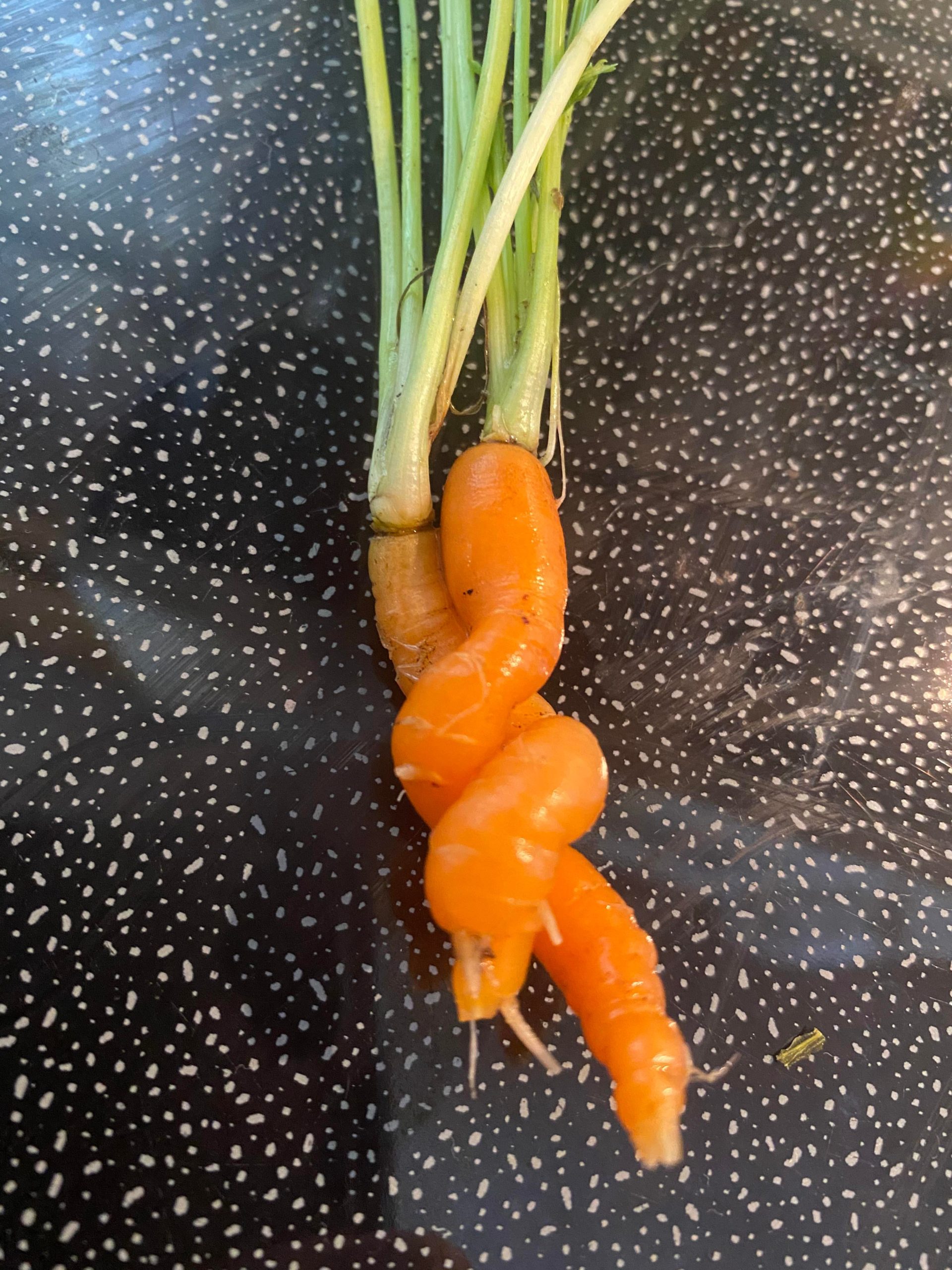 Hello first ever carrot(s) - Dining and Cooking