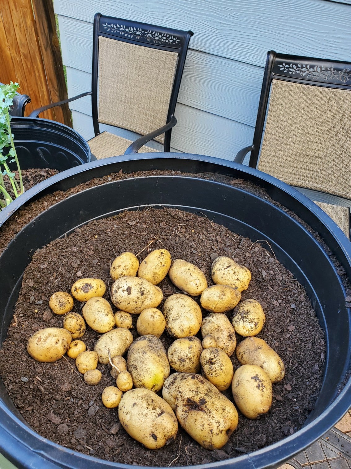 Po-tat-oes grow em mash em put em in a stew - Dining and Cooking