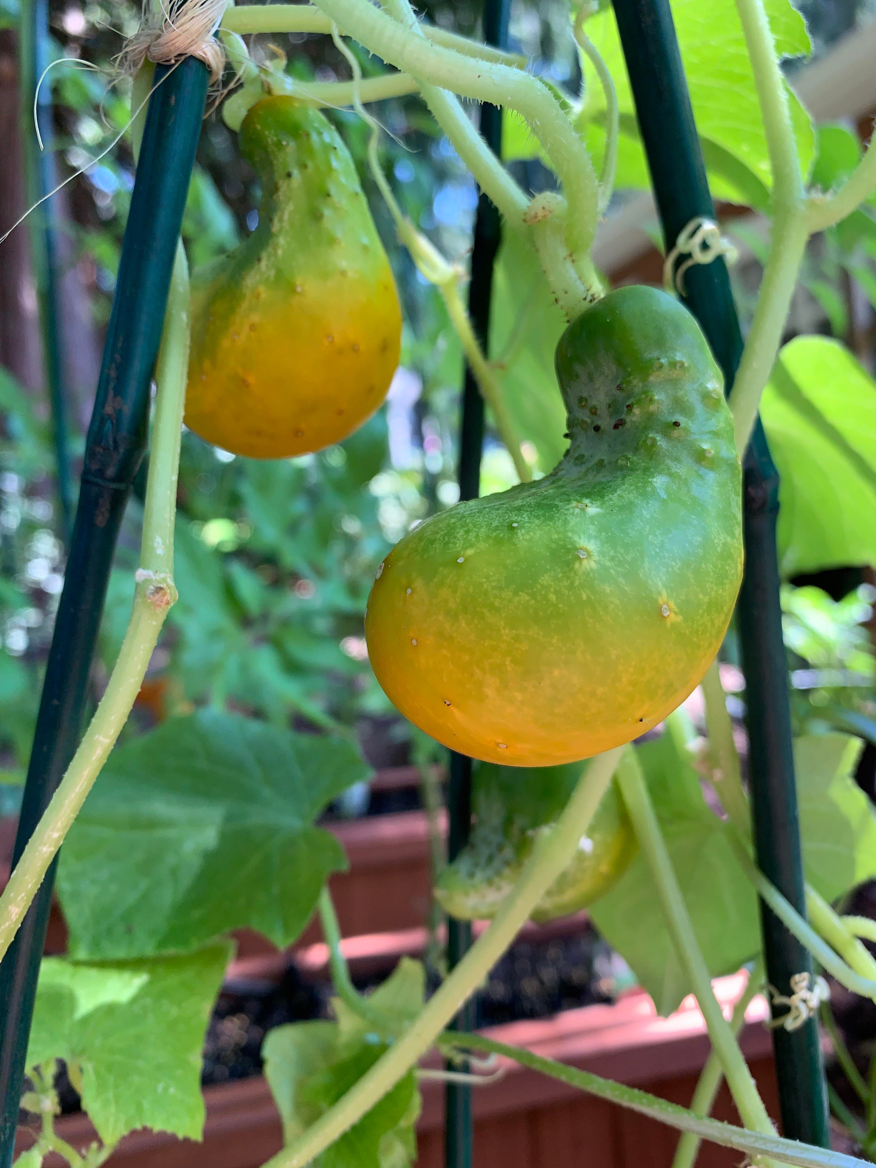 Should I remove these bloated, misshapen cucumbers that are turning ...