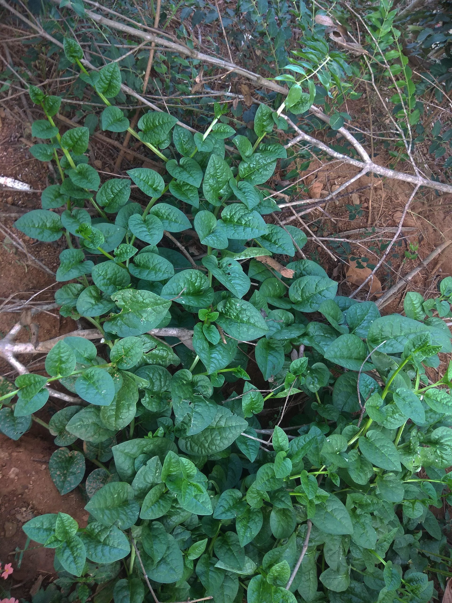 Indian spinach is growing so well in my garden 😁 - Dining and Cooking