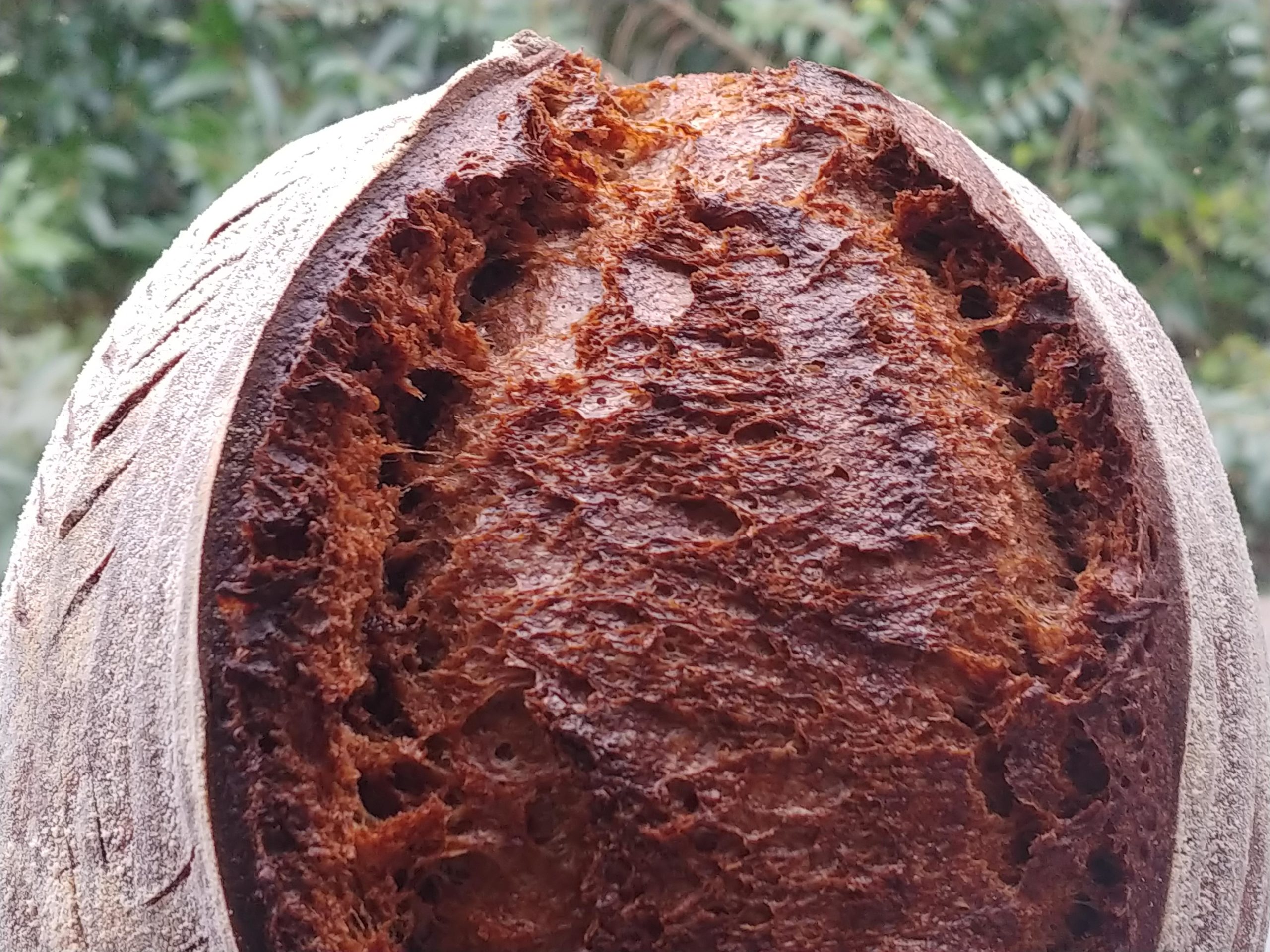 Best oven spring yet! - Dining and Cooking