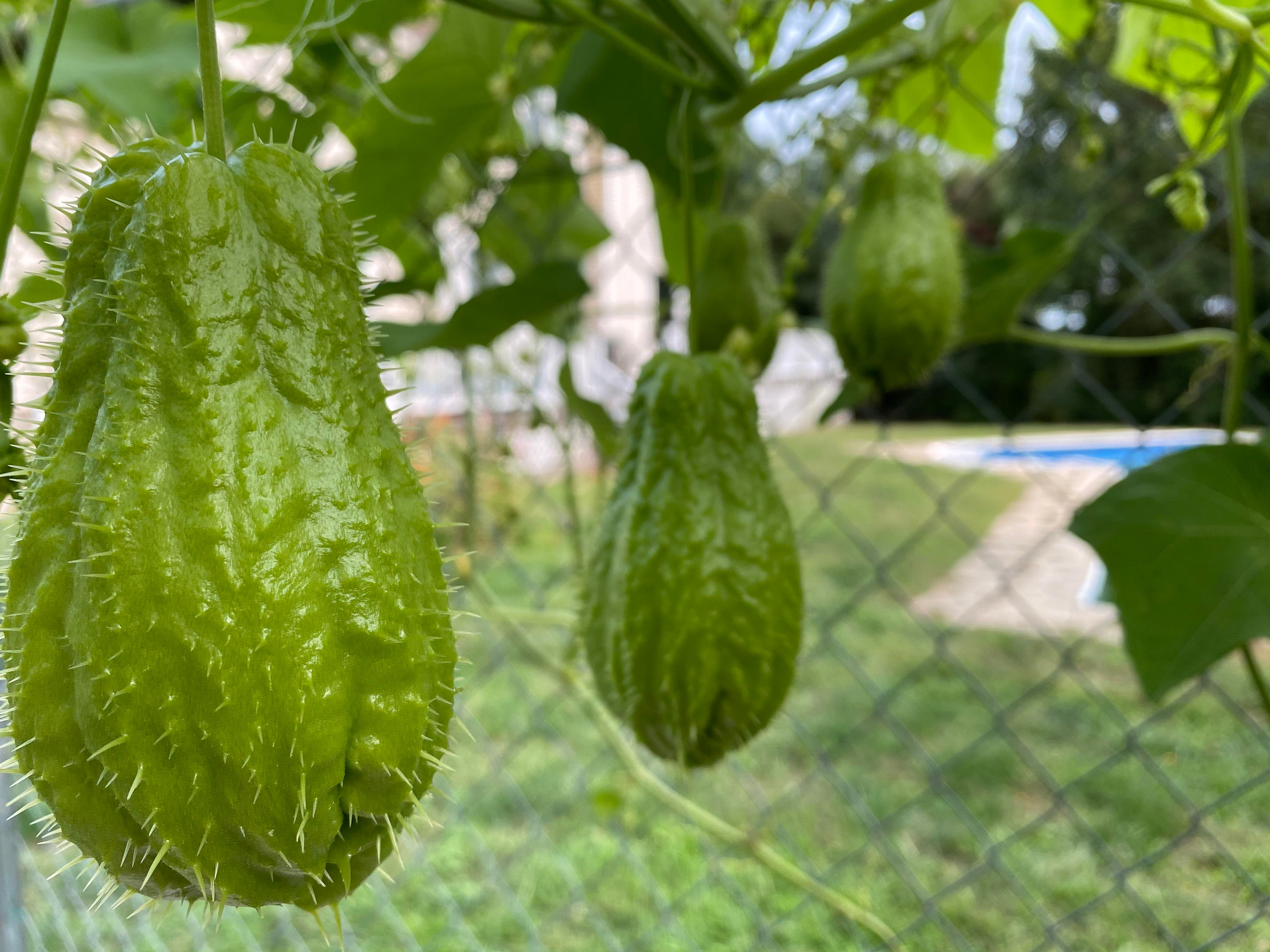 Spiny chayote melons...possibly the ugliest fruit ever. - Dining and ...