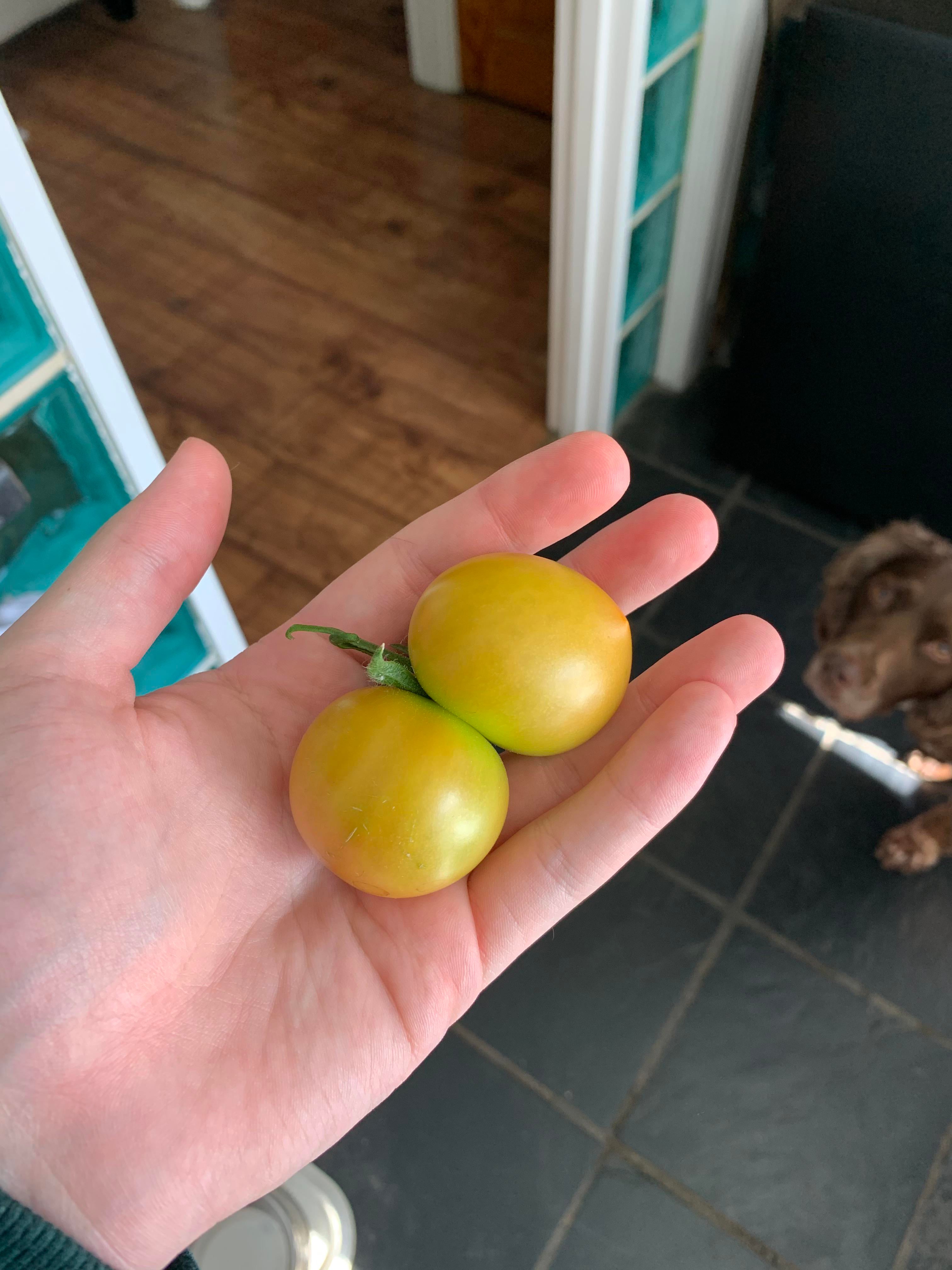thicc tomato cheeks (superbloom) ft “hungry” dog - Dining and Cooking