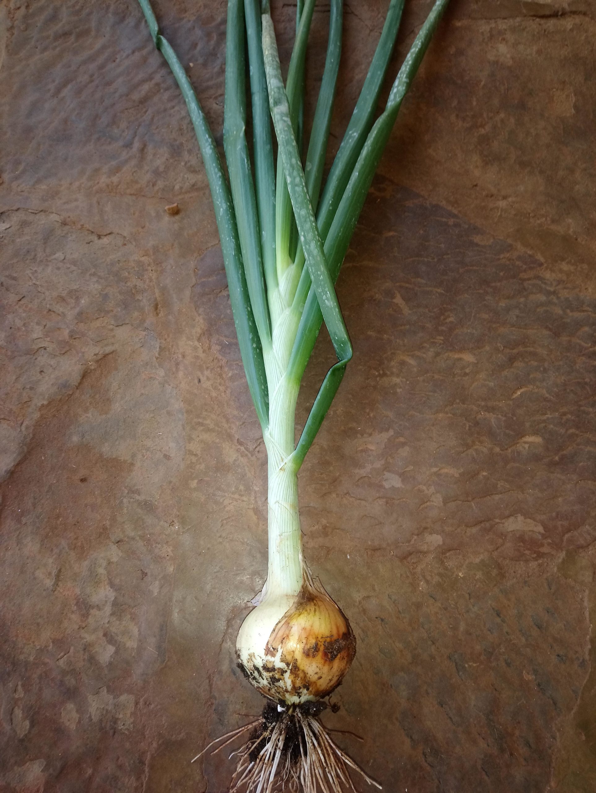Someone else posted their onion and I got excited when my first from ...
