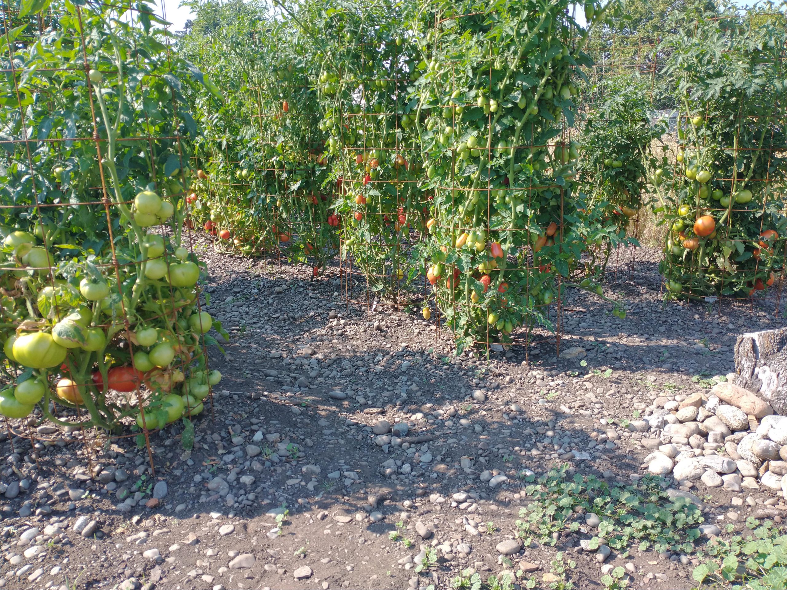 My 6 foot tall Tomato cages - Dining and Cooking