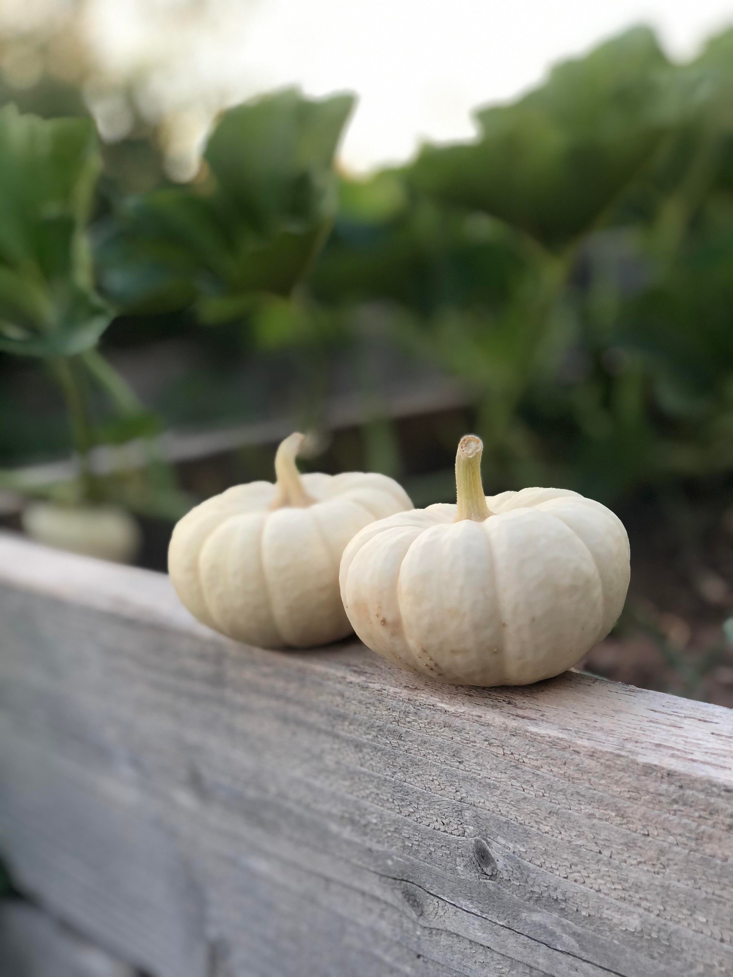 Some cute baby boo pumpkins... fall is near - Dining and Cooking