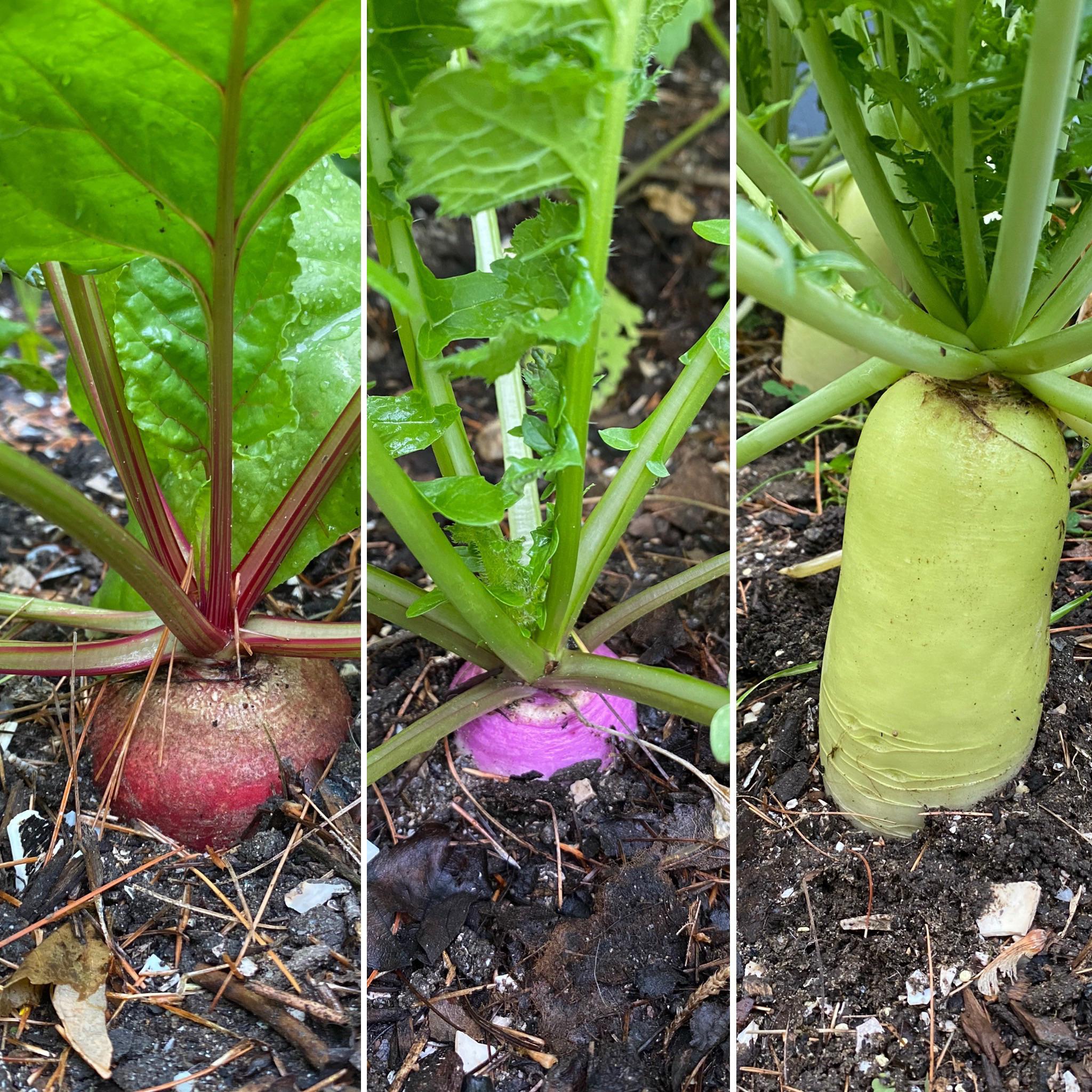 Root vegetables are so fun to grow! Little buried treasures - Dining ...