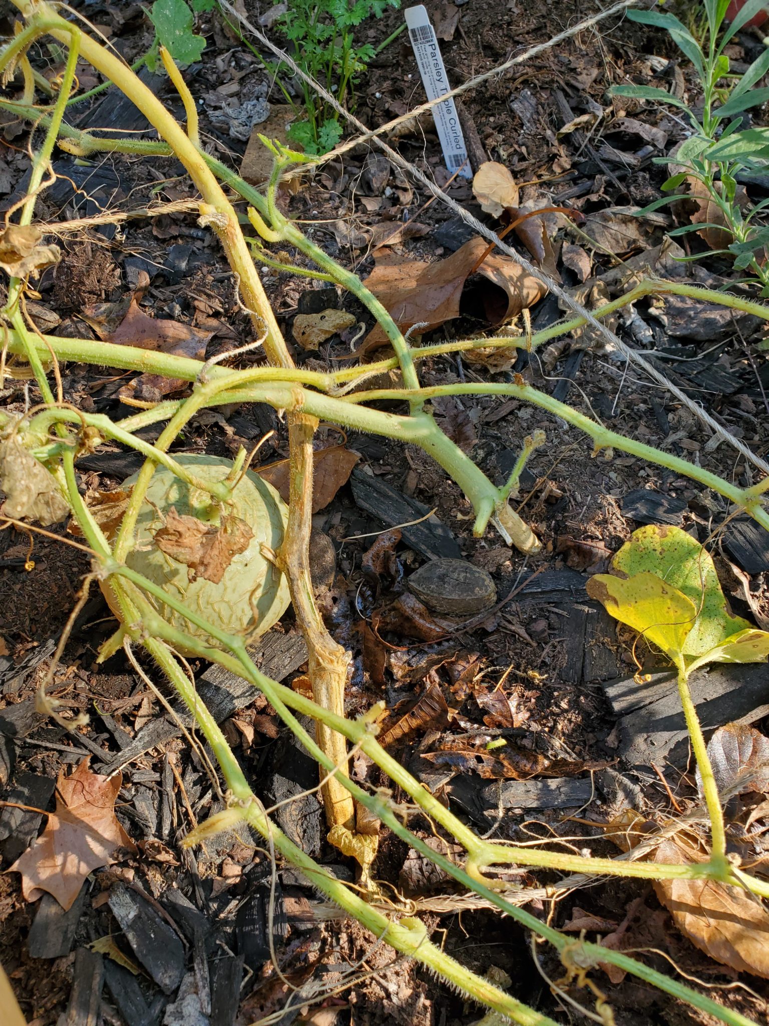 Novice Gardener Here: Fugal Disease 😔 - Dining and Cooking