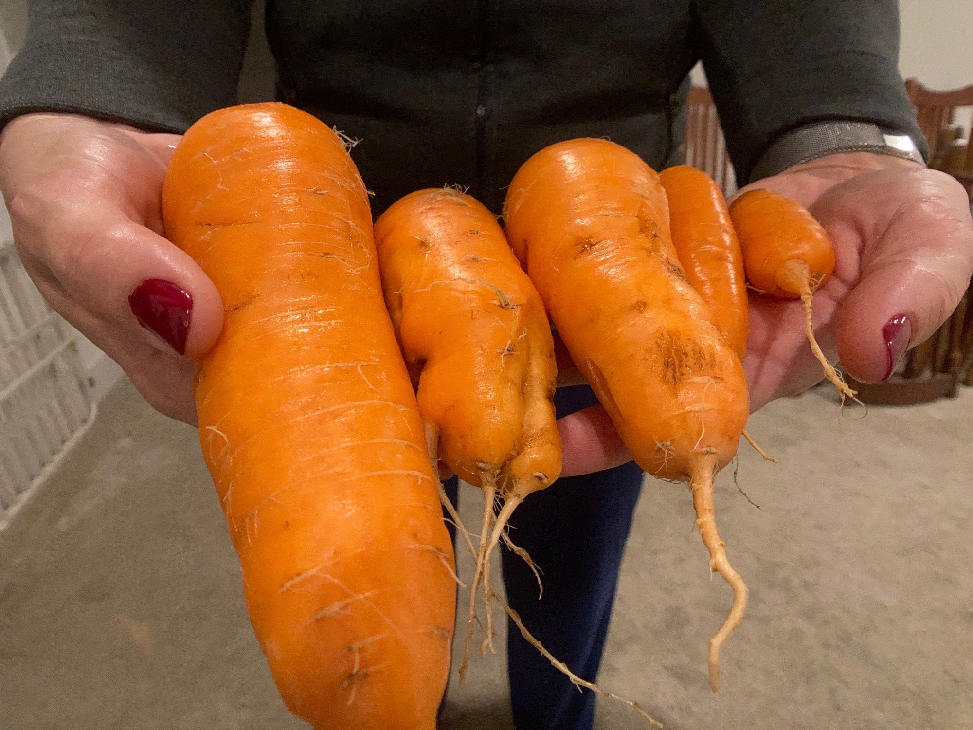 Dug some carrots. Beach sand with seaweed mixed with soil makes for ...