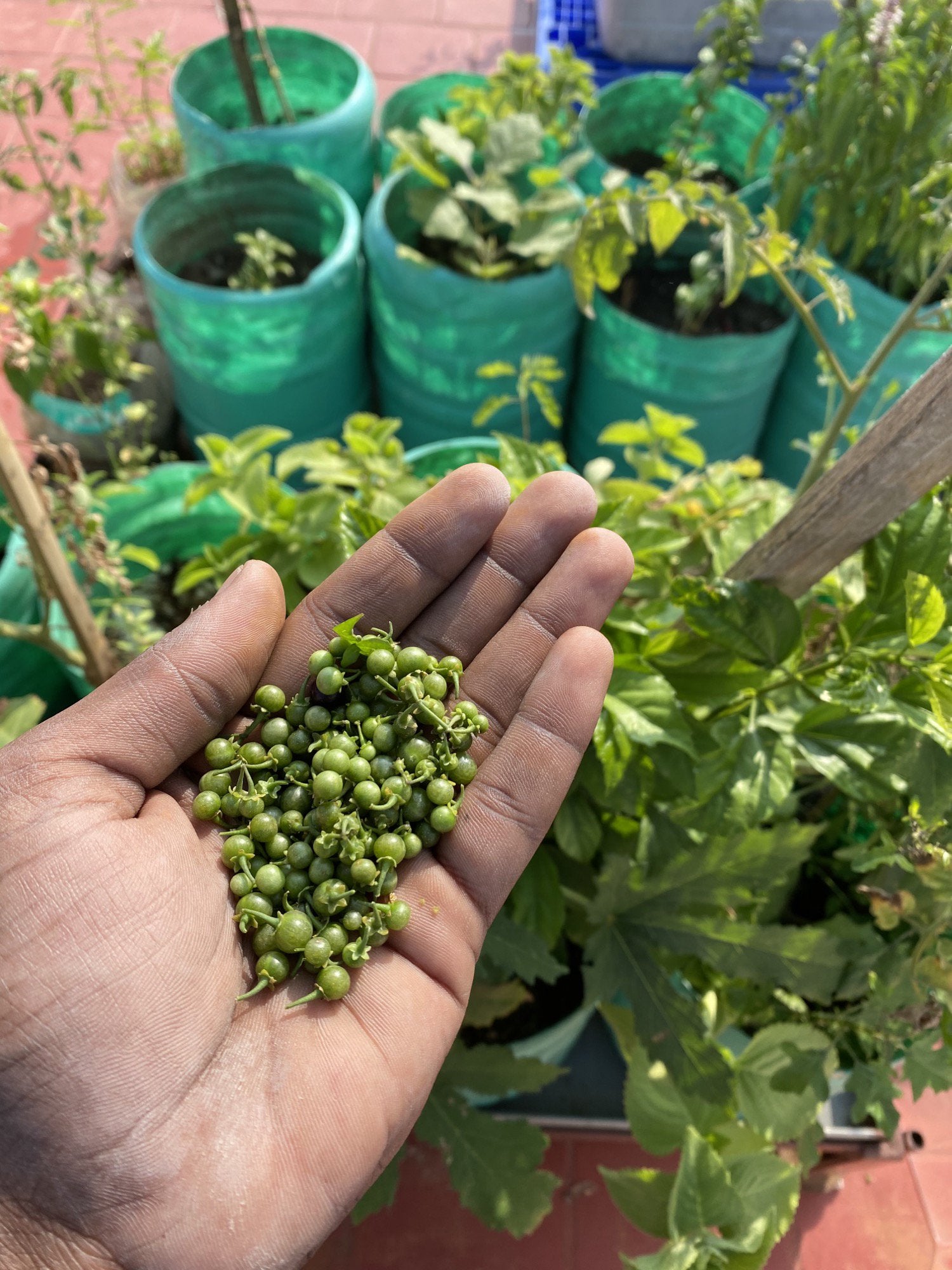 First Harvest Of Sun Berries - Dining and Cooking