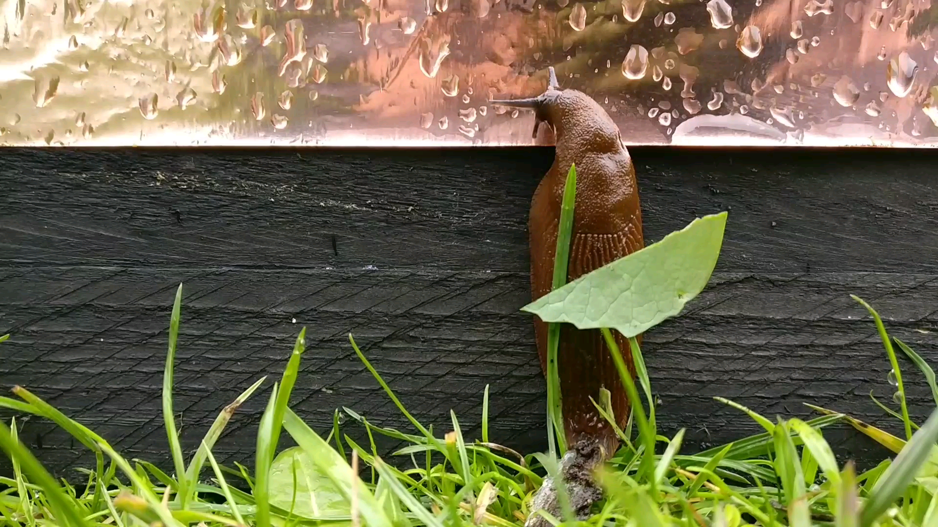 Good to know: use copper against slugs - Dining and Cooking