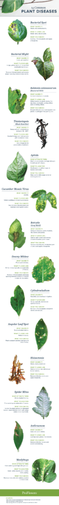 Guide For 14 Common Plant Diseases - What Causes It? What It Looks Like ...