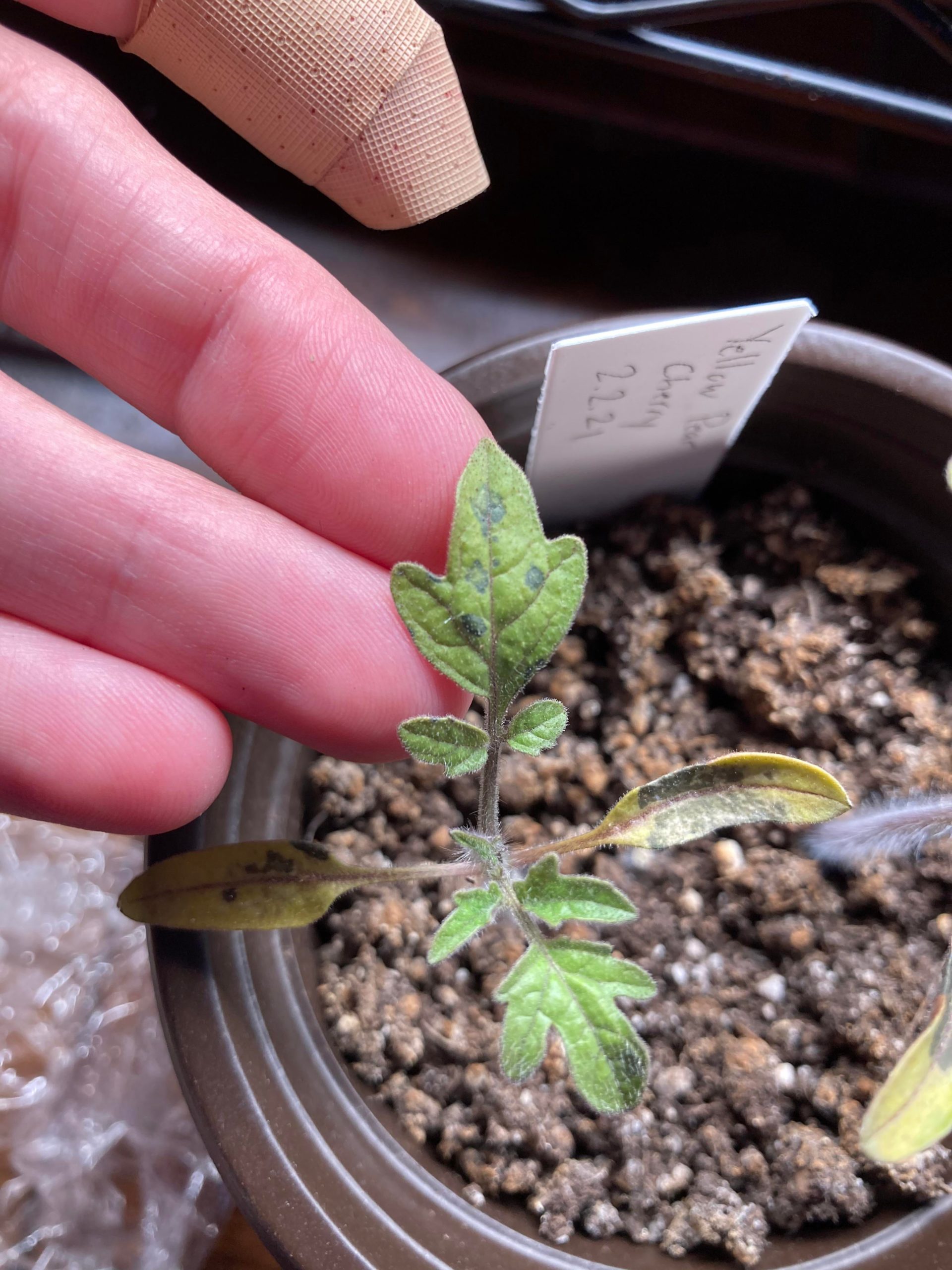Tomato seedling has strange dark blotches - is this a fungus or disease ...