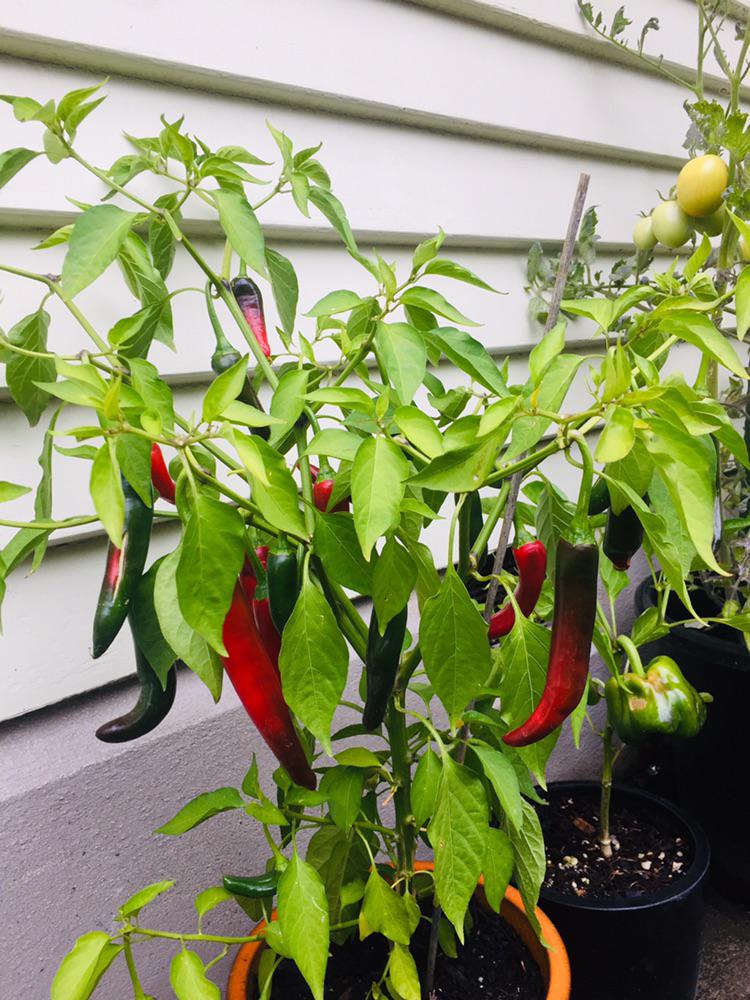 Red rocket chillies are almost done! - Dining and Cooking