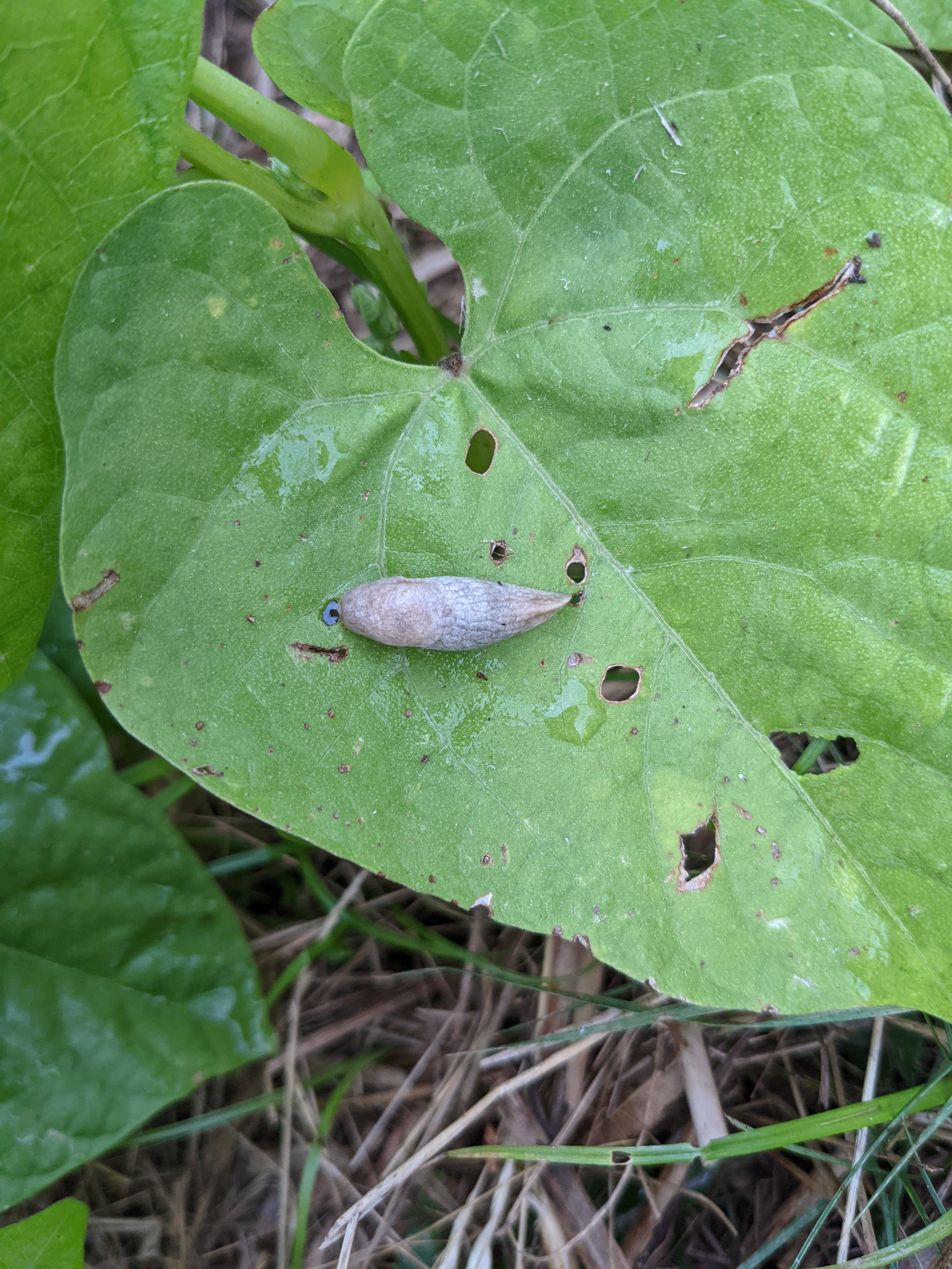 Caught in the act! on my green beans, if it ain't aphids it's slugs ...