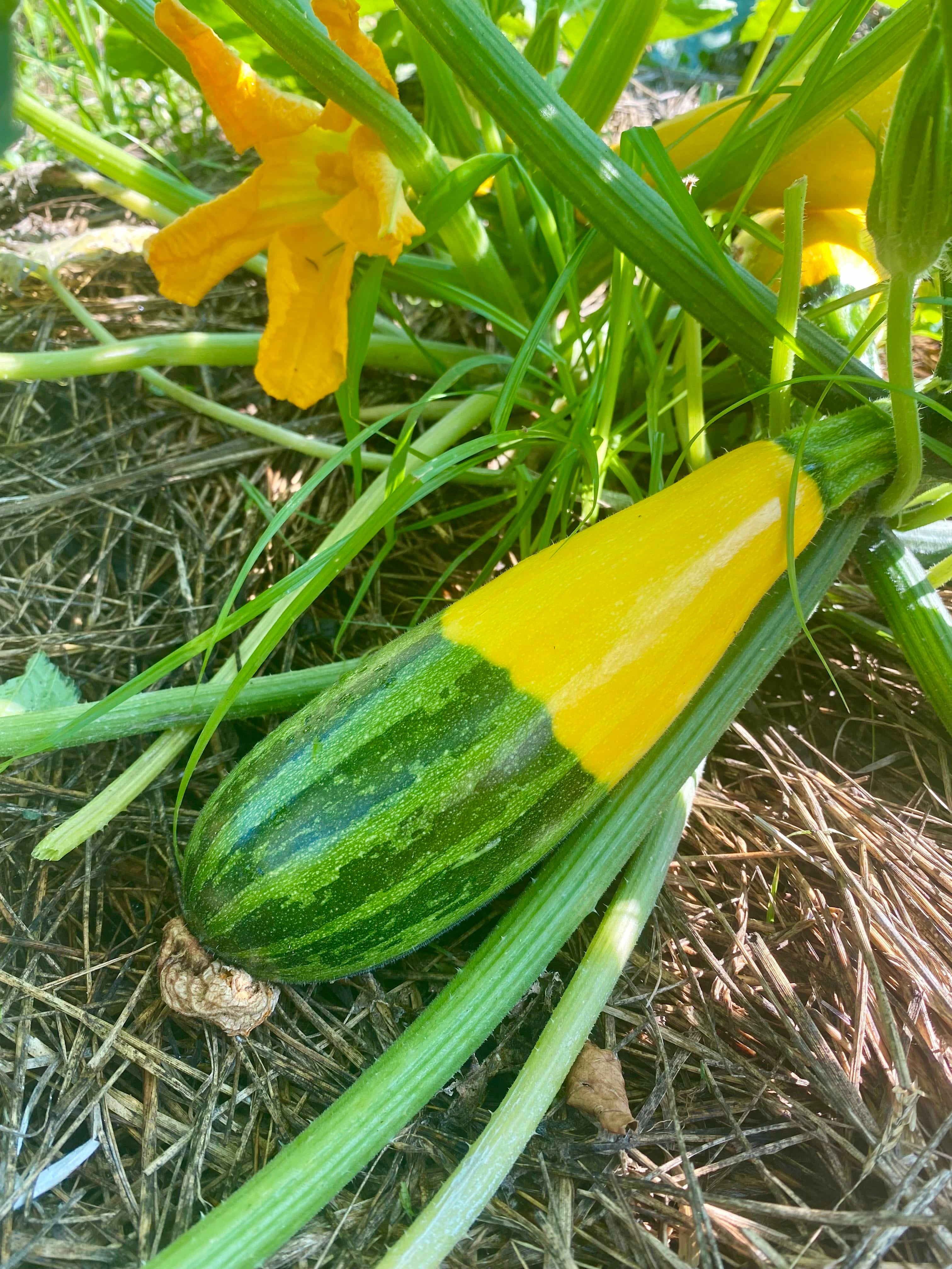 What a crazy squash !!! From 49er hybrid seed . All the rest have been ...
