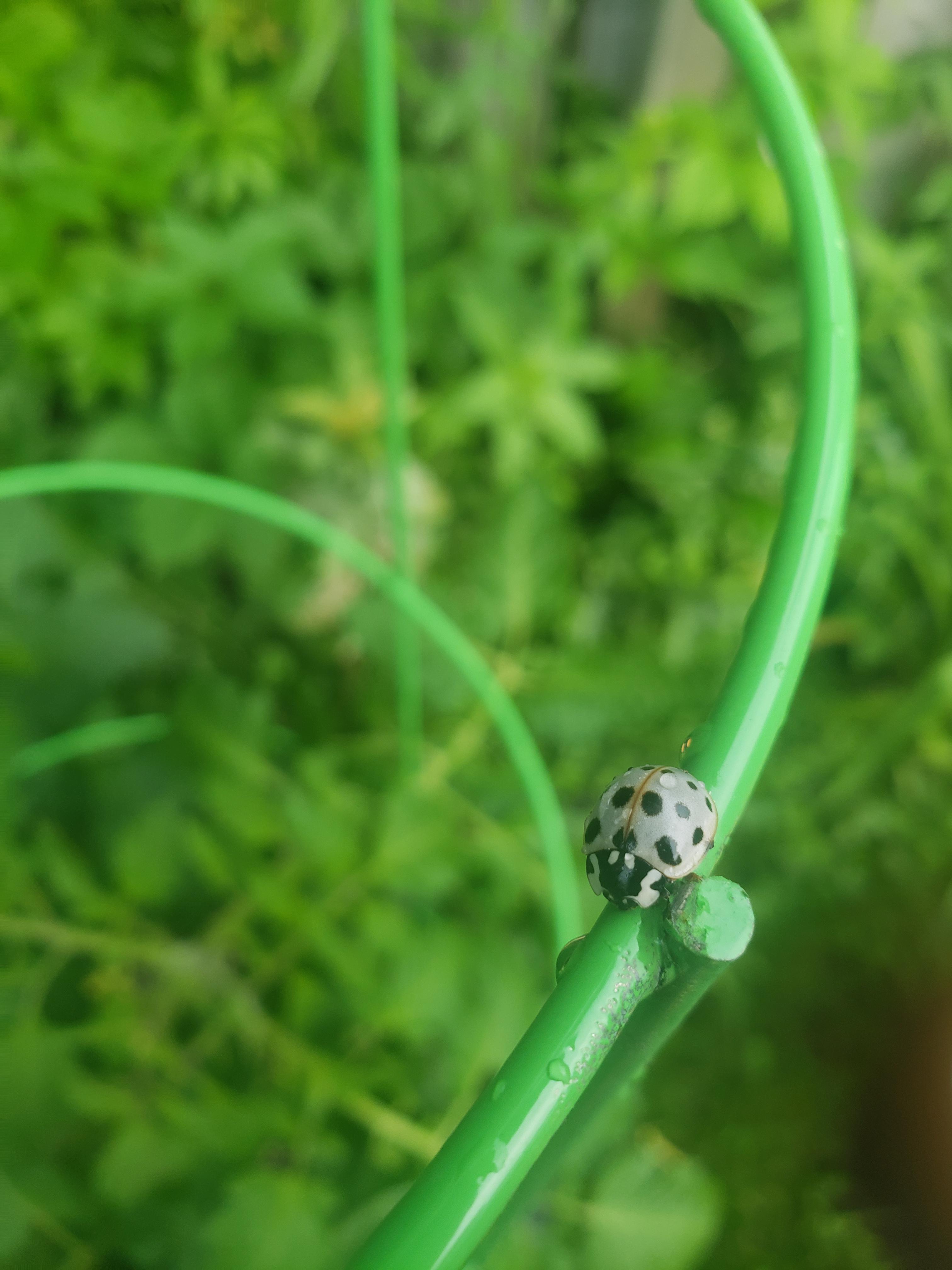 Ash Gray Ladybug - Dining and Cooking