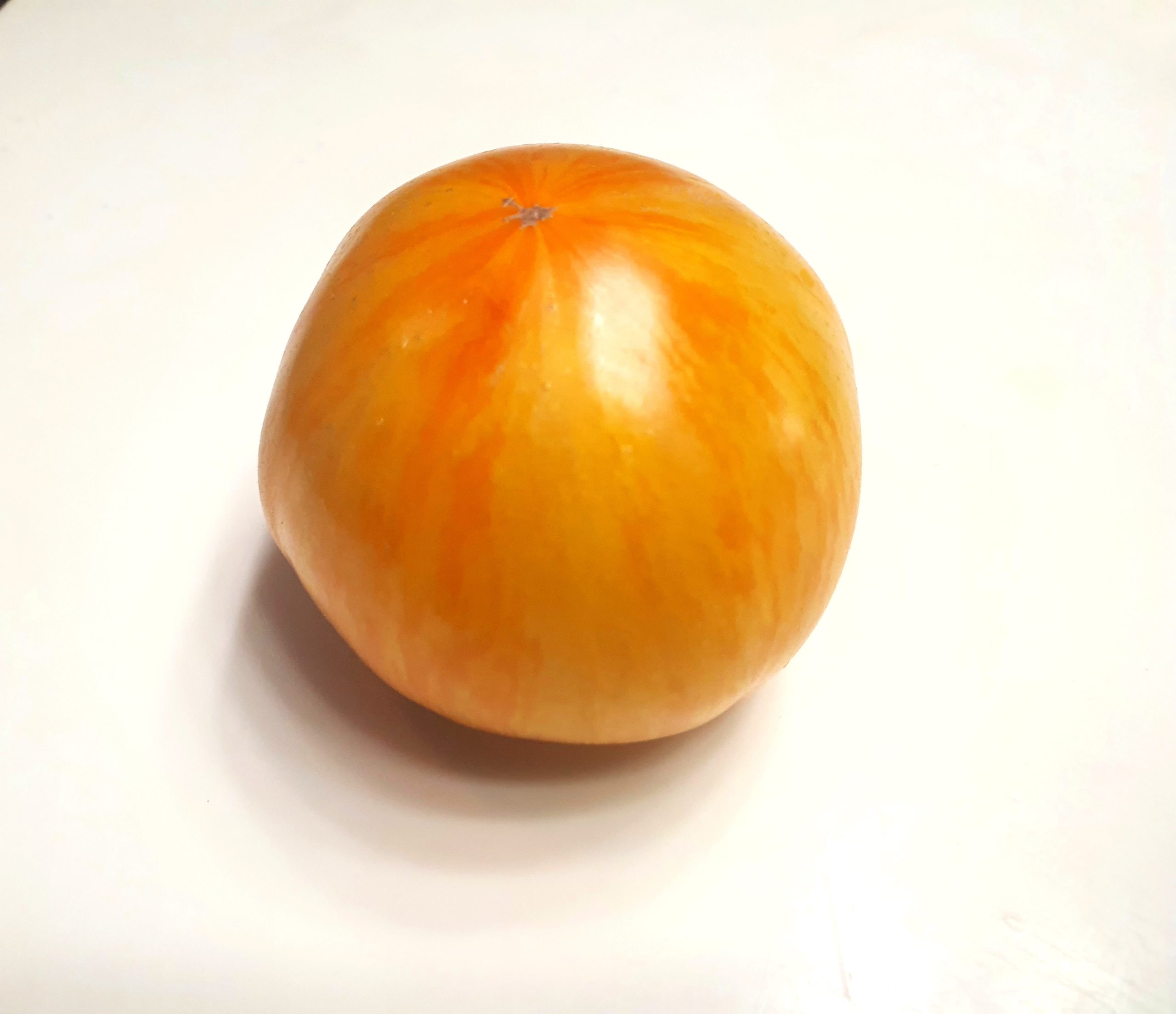 Yellow Radiance tomatoe grows by me in Bermuda. Bred by Brad Gates from ...