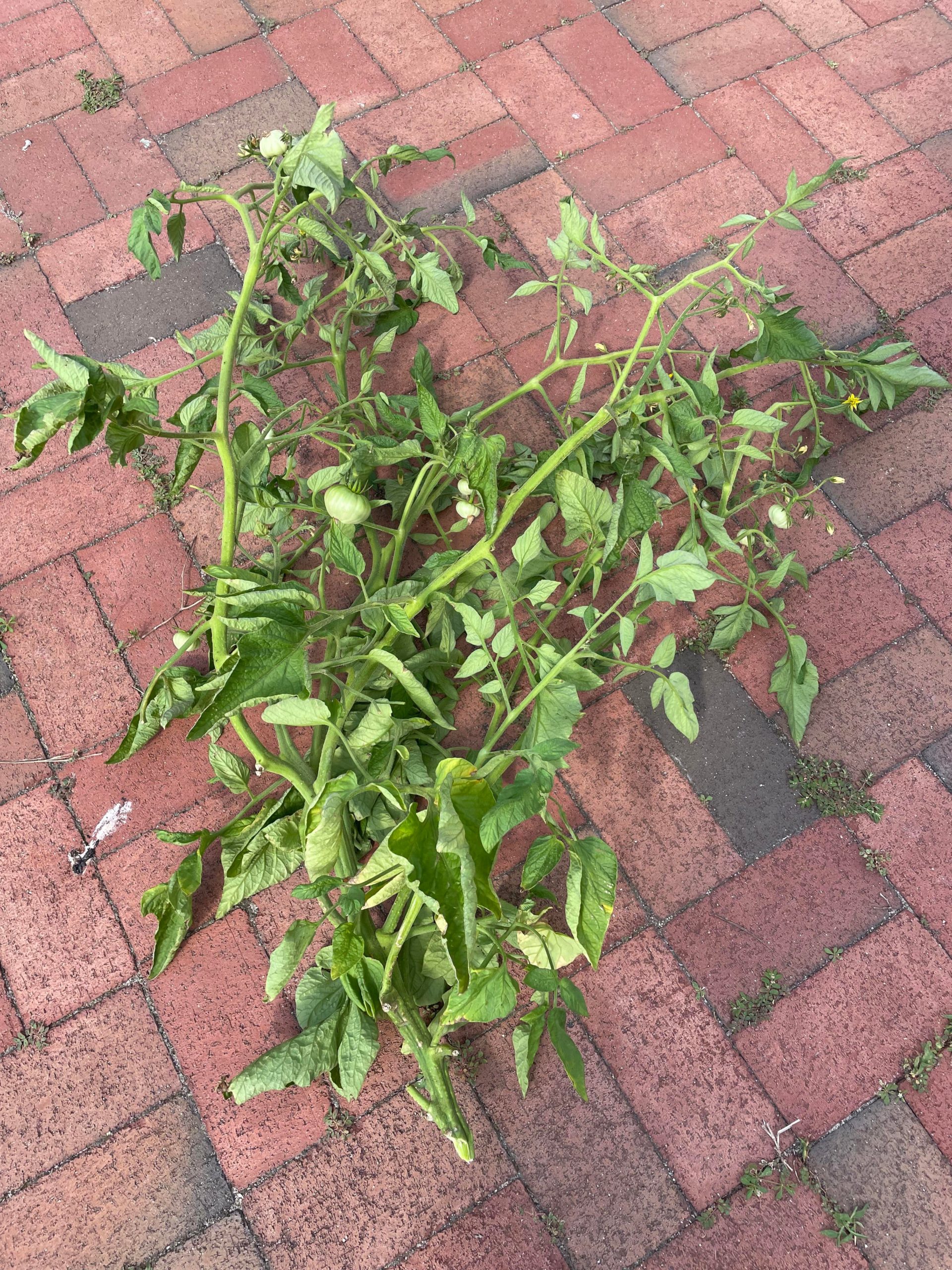 RIP, bad storm last night ripped my tomato plant in half - Dining and ...