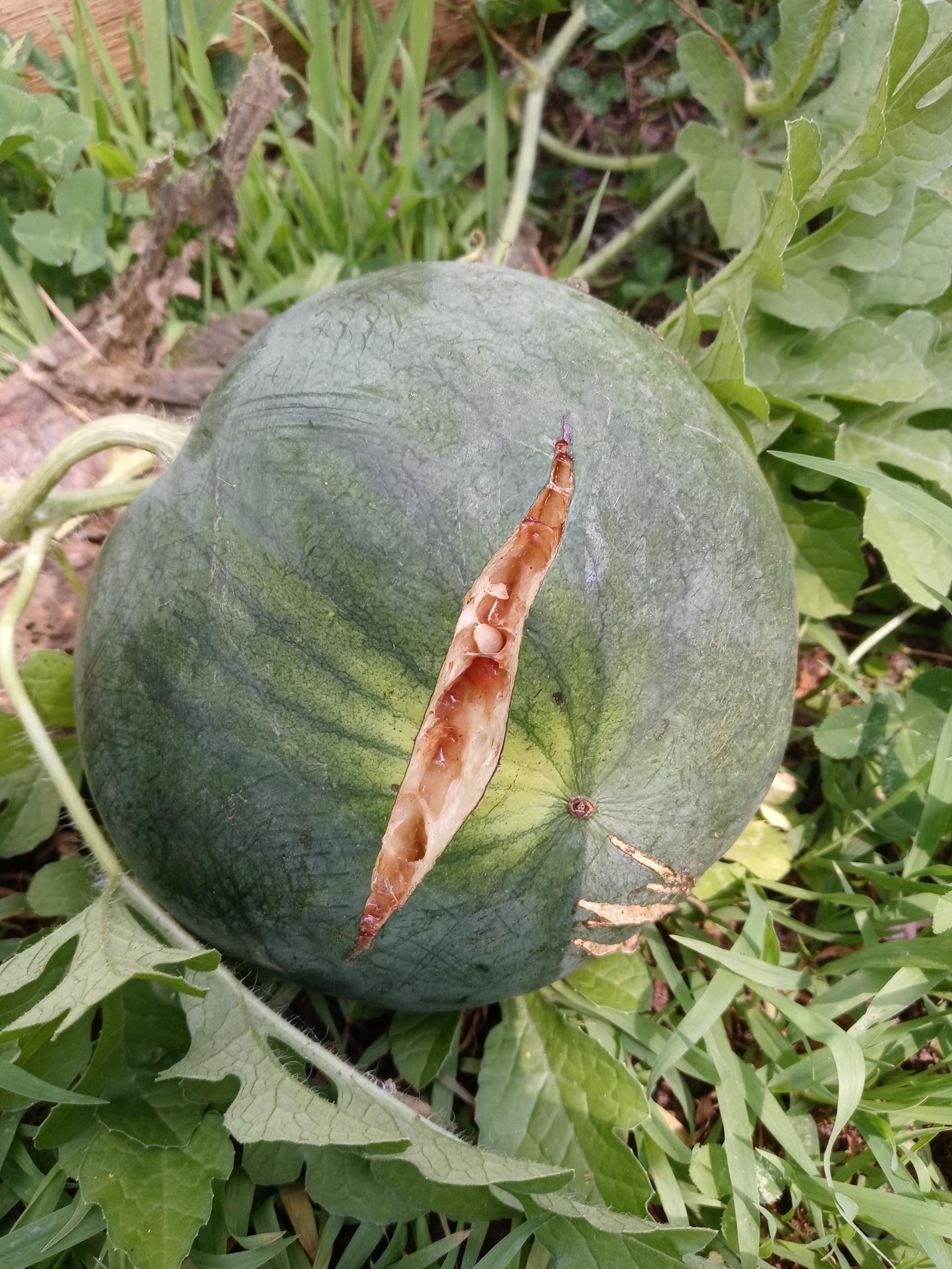 My watermelon split, what are the causes and is it safe to eat ...