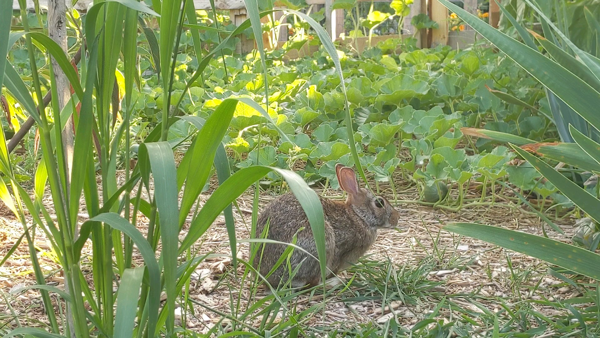 All this BUN cares about are weeds and grass - Dining and Cooking